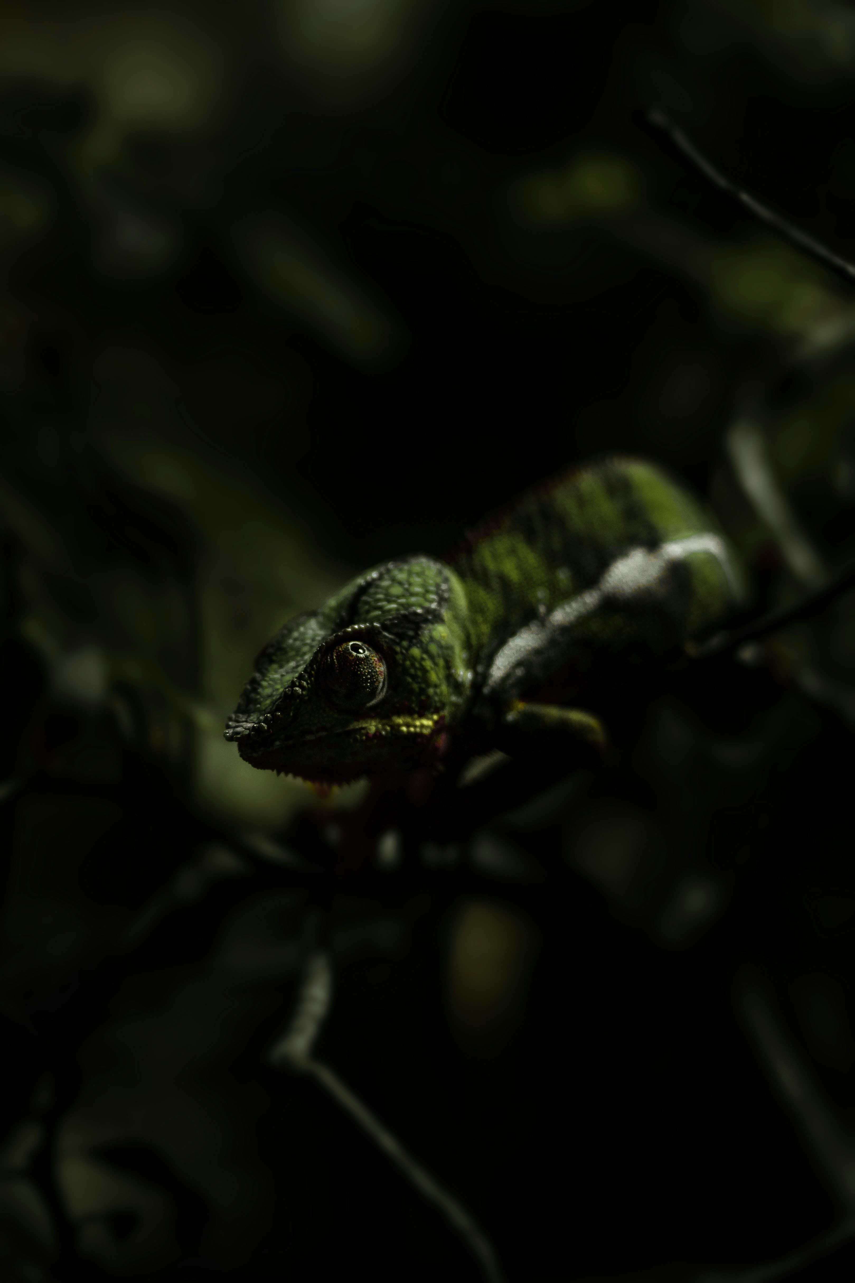 A vibrant green lizard perched on a branch, blending seamlessly with its surroundings. The dim lighting highlights its intricate scales and keen gaze.