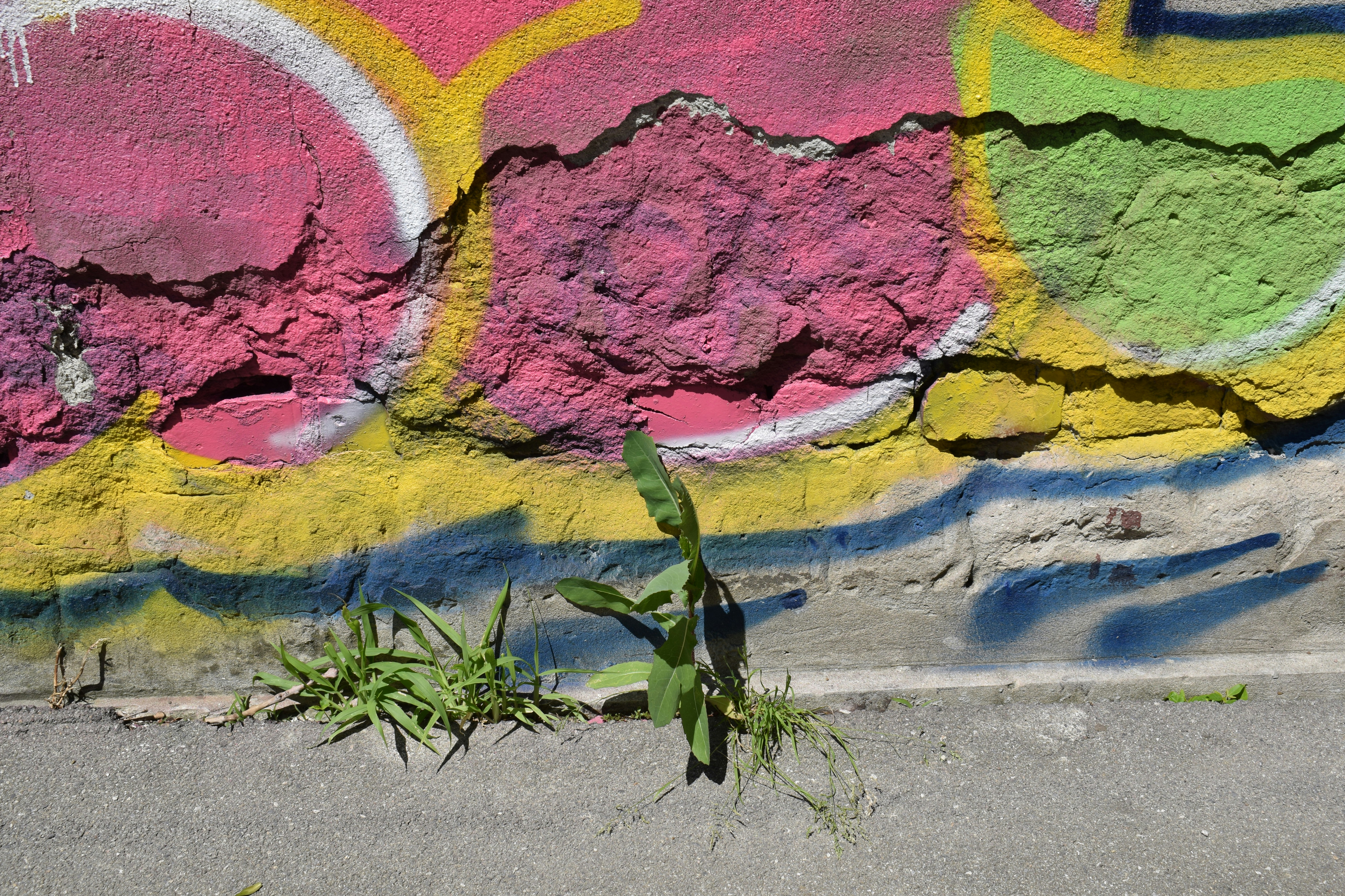 A vibrant graffiti wall juxtaposed with emerging greenery, showcasing the intersection of urban art and nature's persistence.