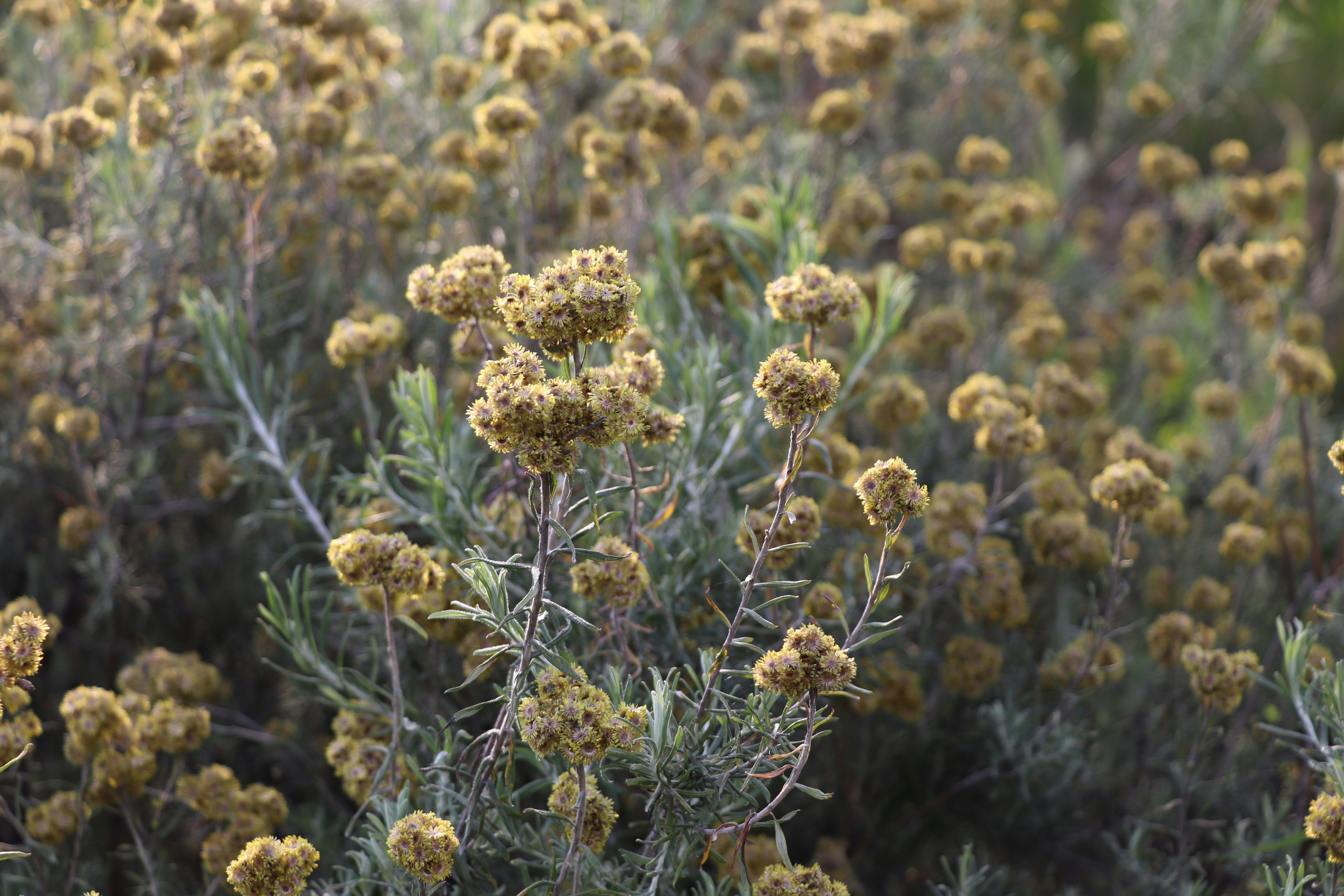Clusters of yellow flowers bloom among lush green foliage, showcasing the beauty of nature's palette.