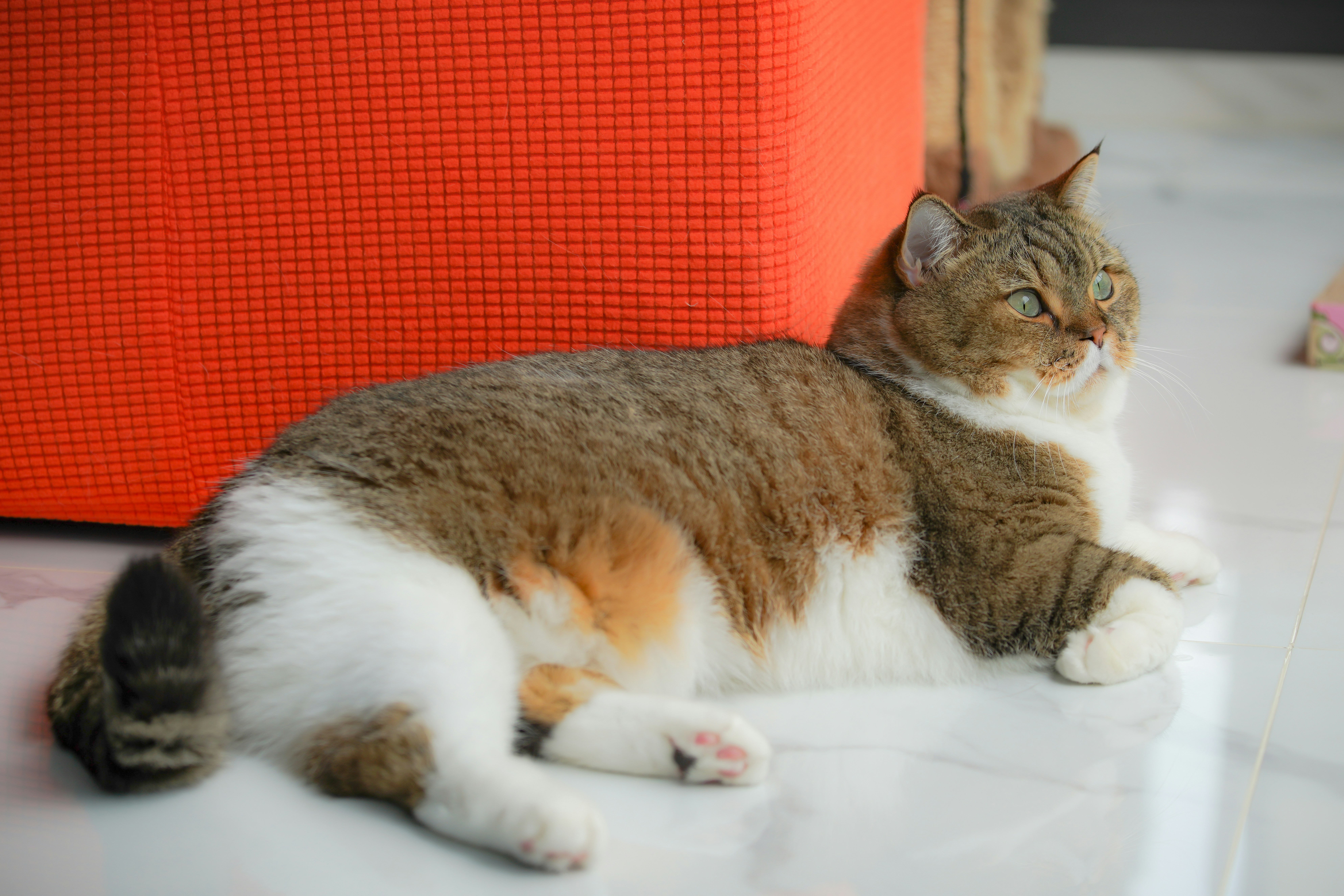 Calico at Rest by the Crimson Couch