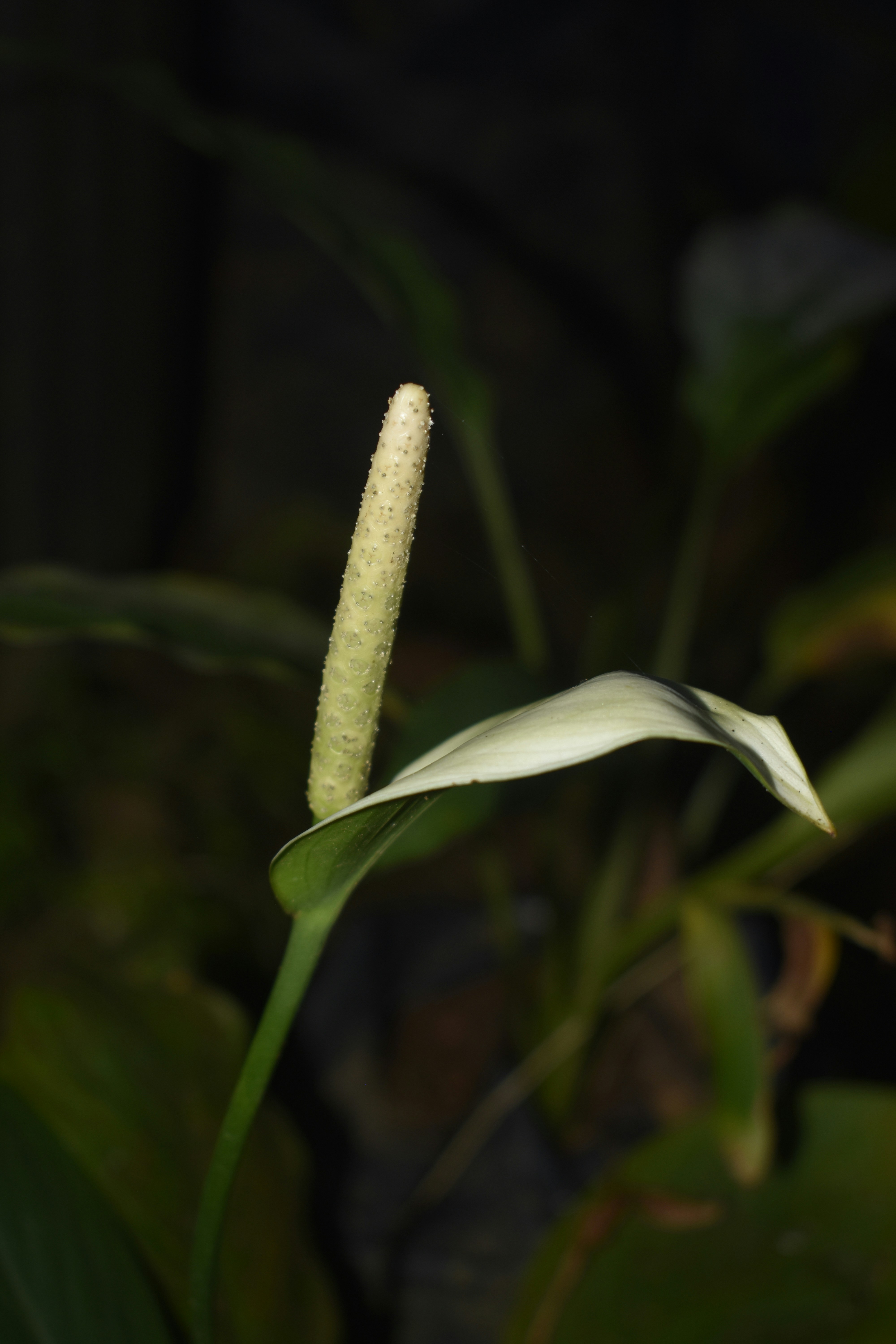 Moonlit Spike: A Close-Up of a Single Anthurium Spadix Emerging in Shadow