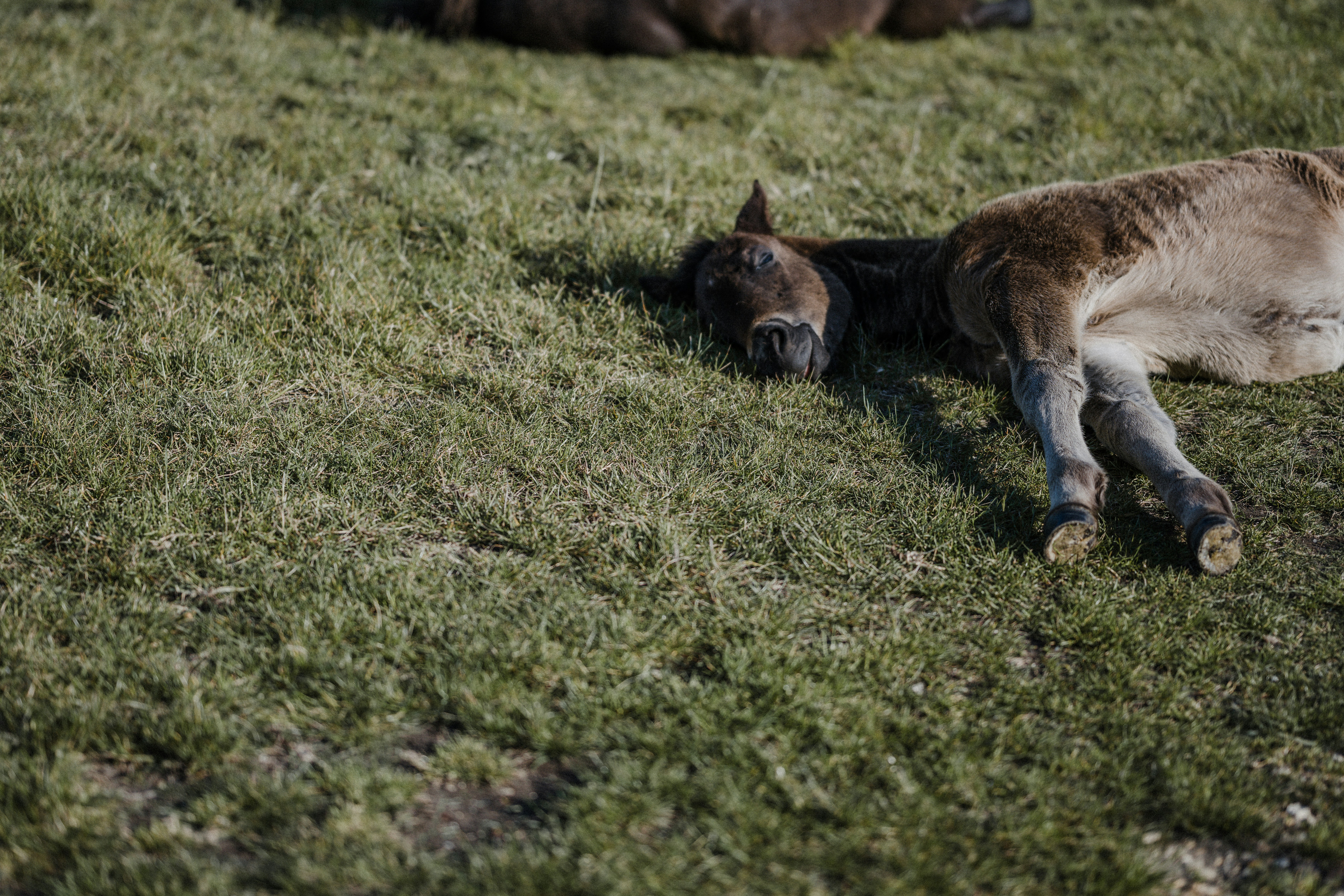 Sunlit Slumber: A Dog Resting in Grass