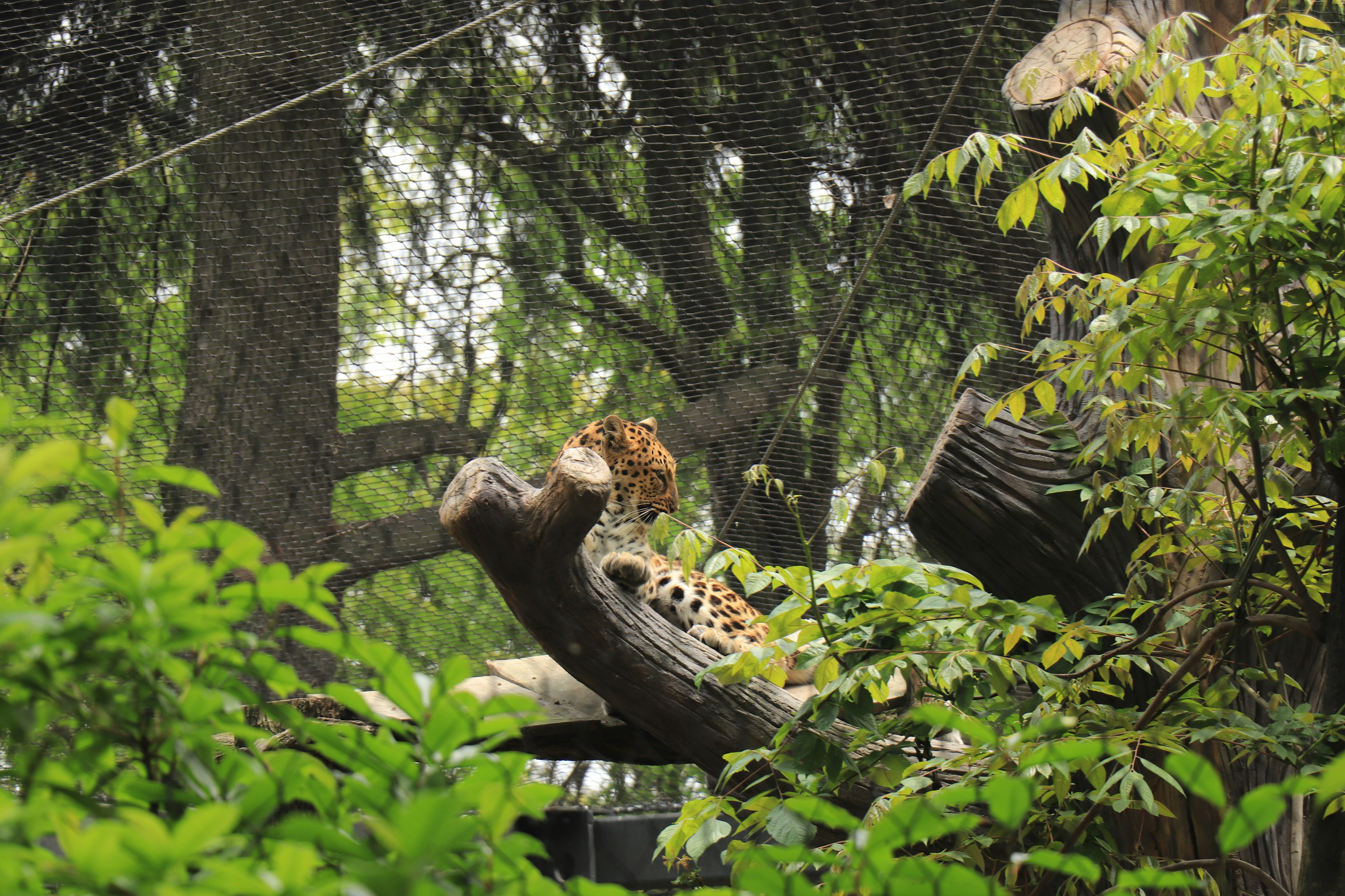 A leopard rests gracefully on a tree branch, partially hidden by vibrant foliage, showcasing its natural habitat. The scene conveys a sense of tranquility and wildlife observation.