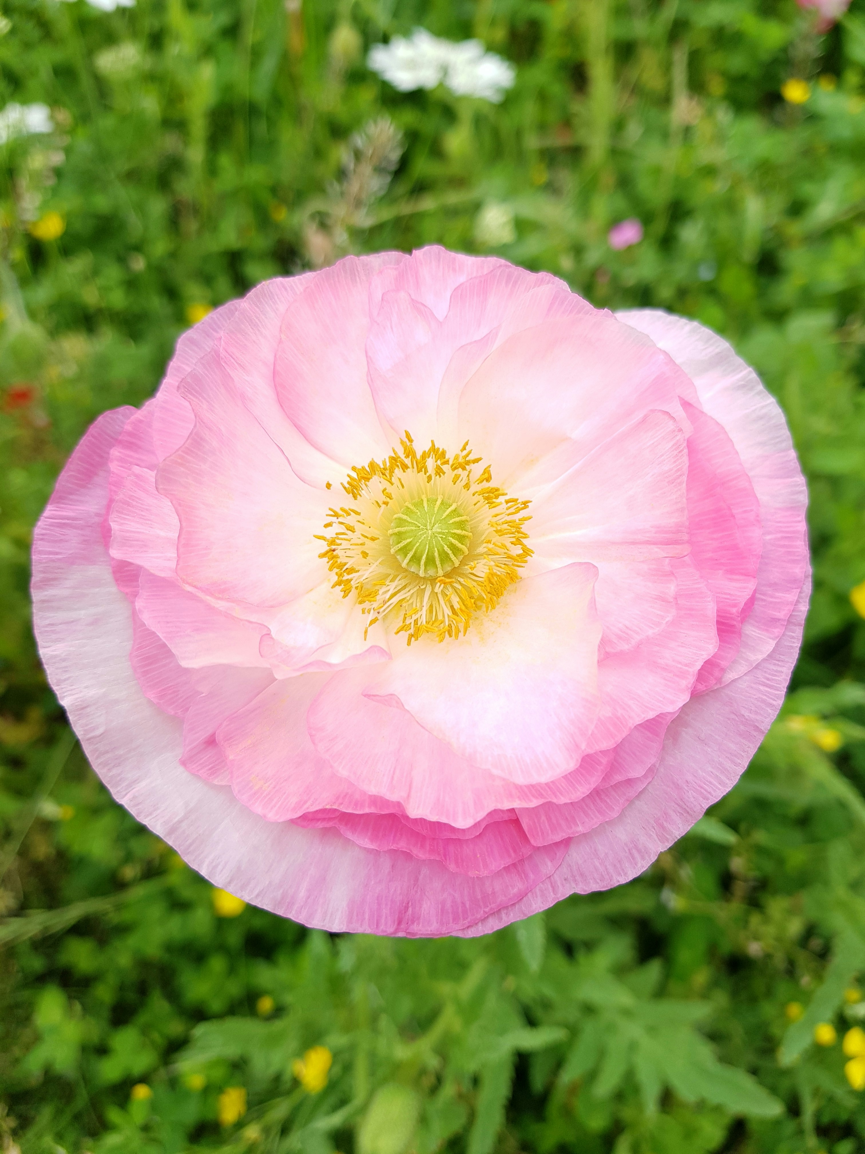 Petal Crescendo: A Soft Pink Poppy Opens in a Spring Meadow