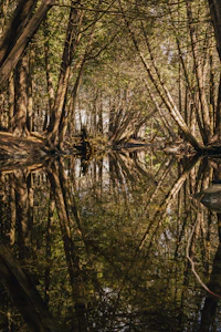 Arched Forest Corridor Reflected in a Silent River