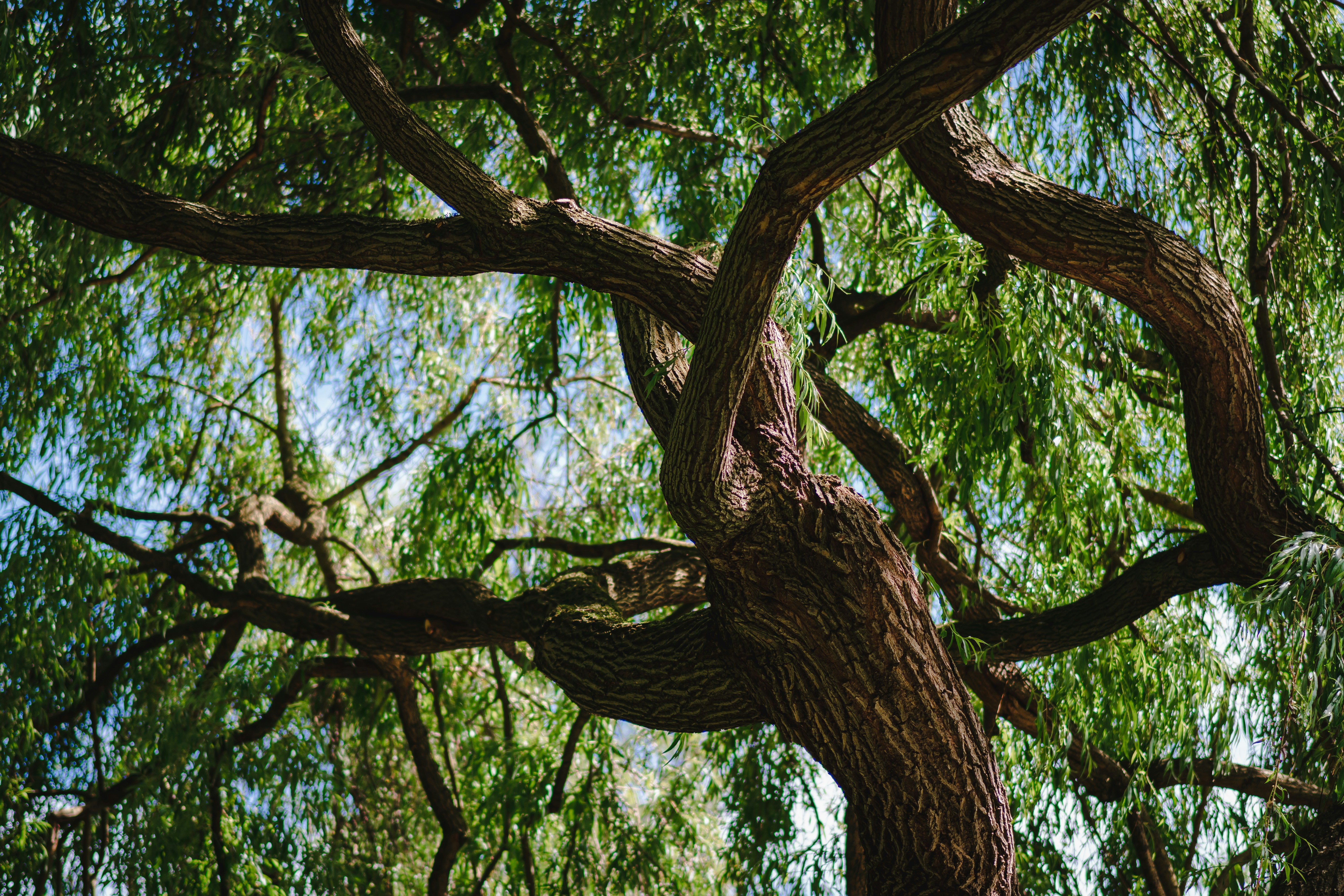 Brown tree branch during daytime photo – Free Forest Image on Unsplash