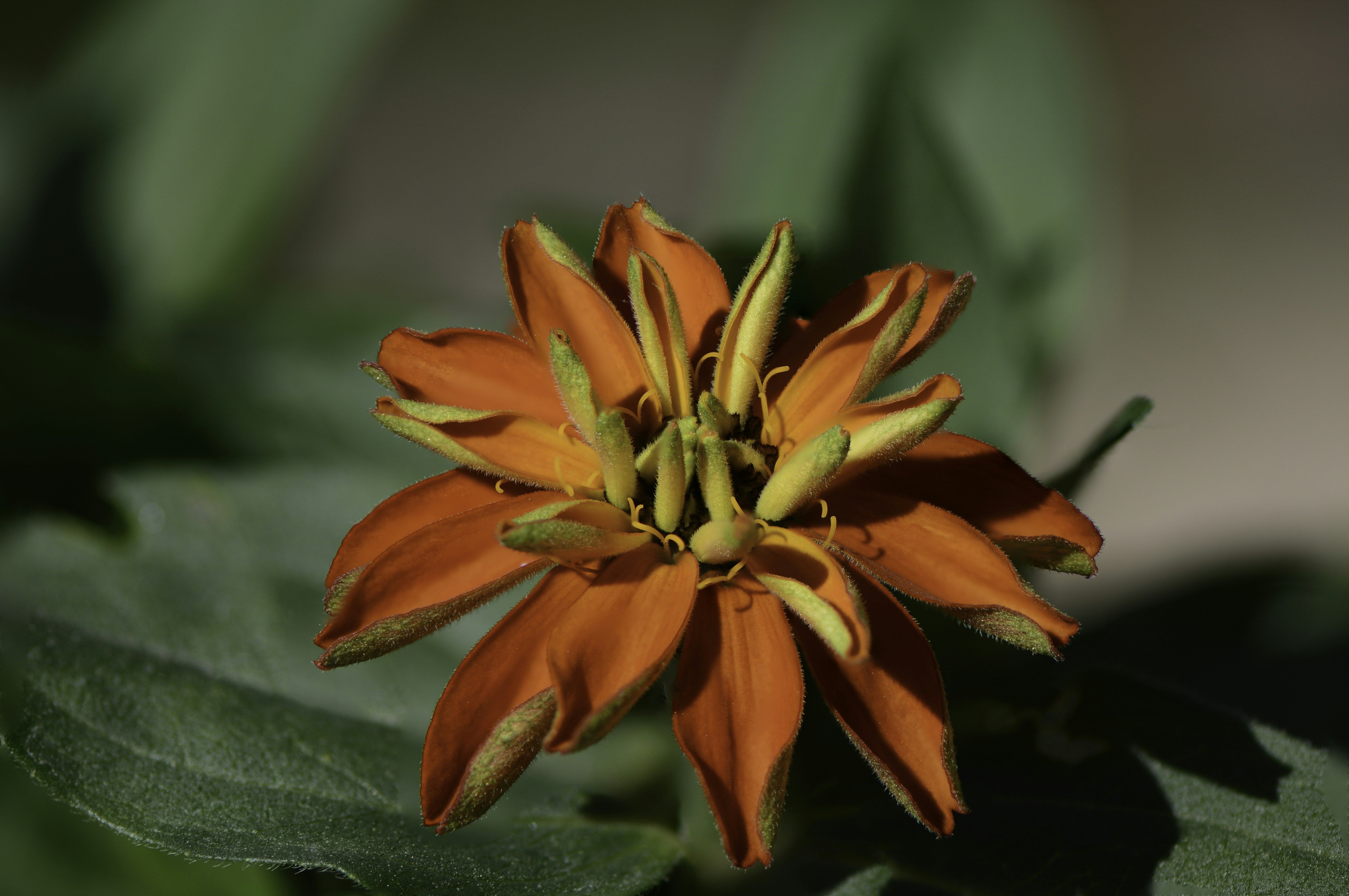 Orange flower with intricate petals surrounded by lush green leaves, showcasing the beauty of natural flora.