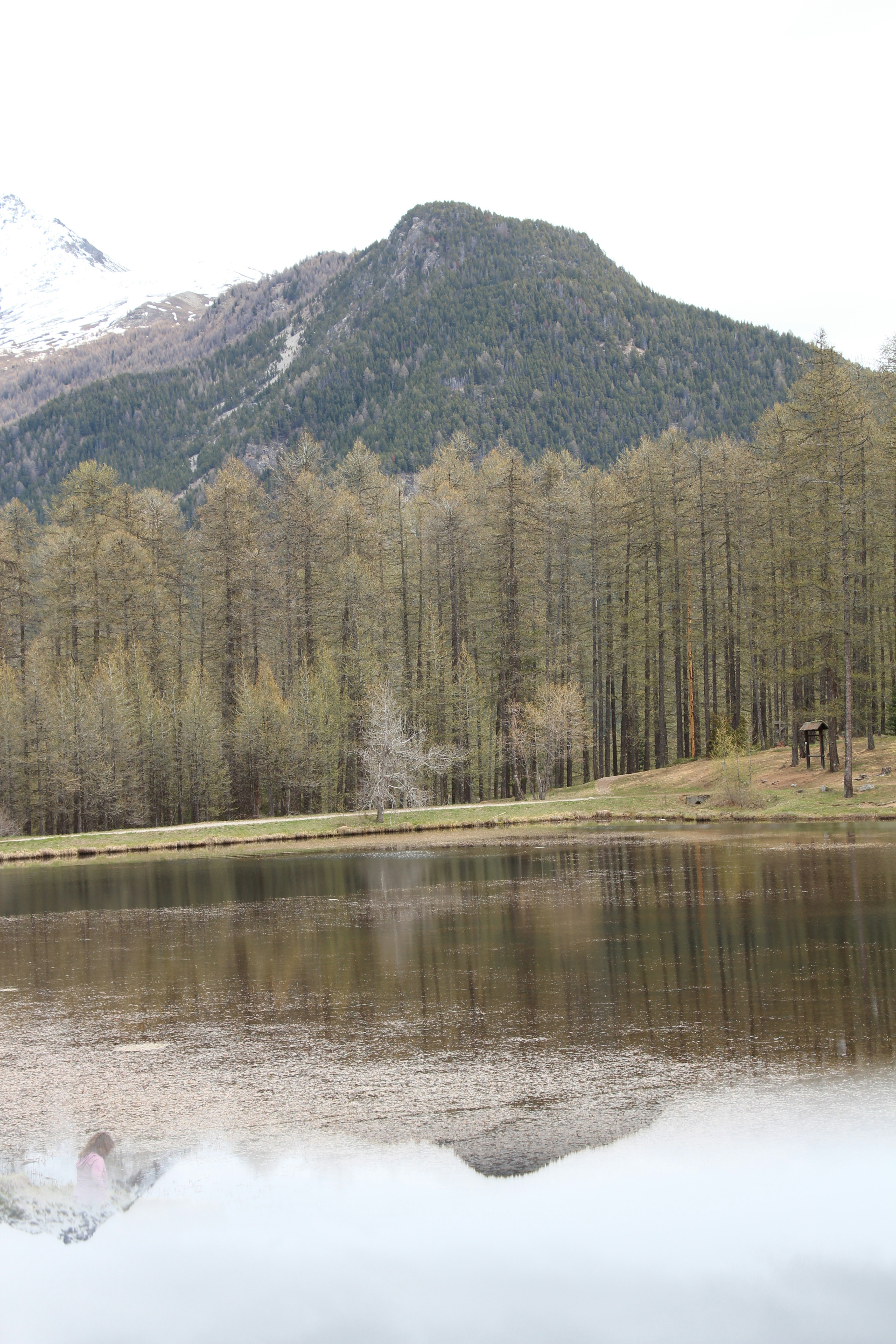 Conifer Crown over a Glassy Alpine Lake
