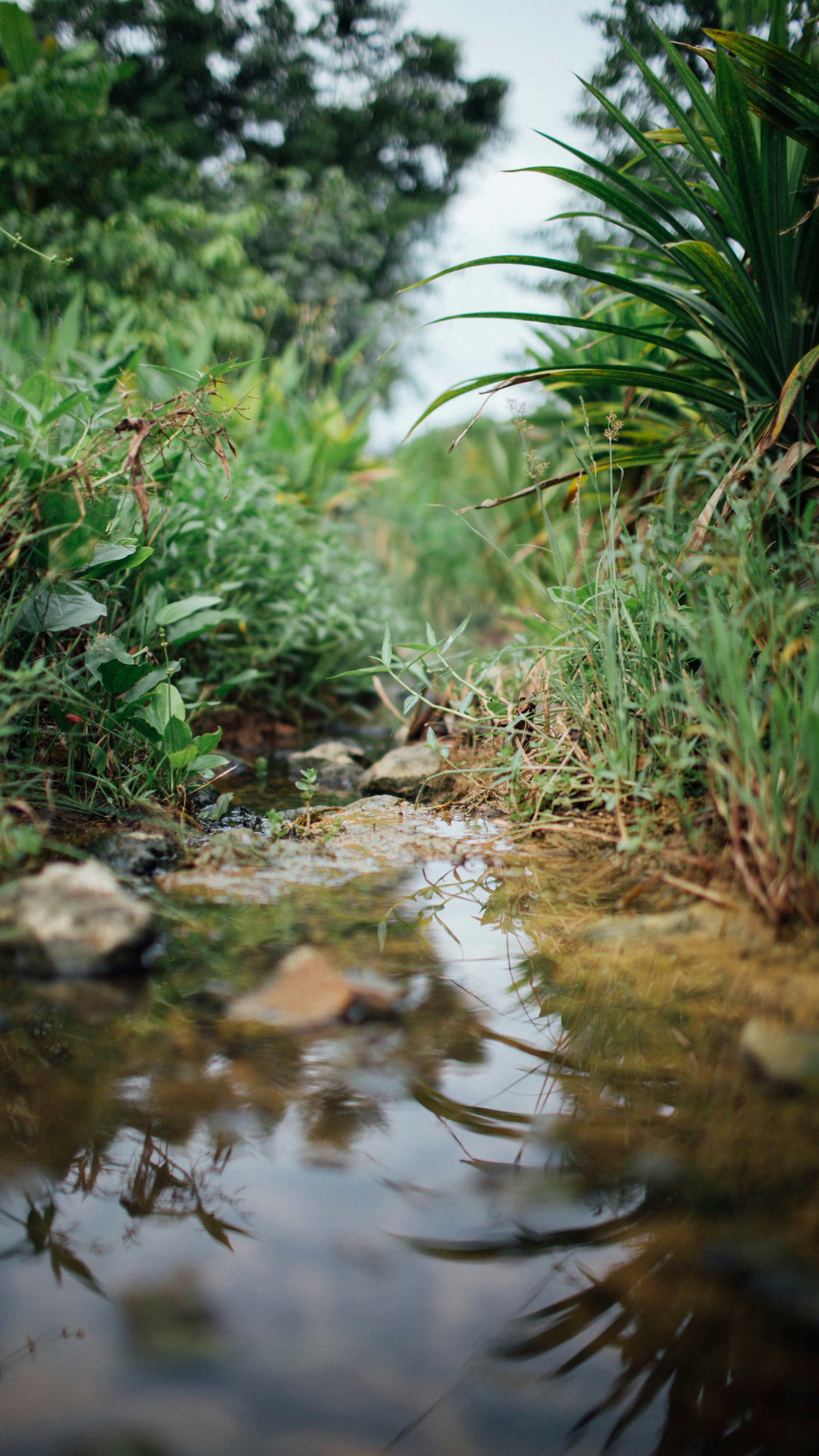 Herbe verte sur la rivière pendant la journée photo – Photo Gris ...