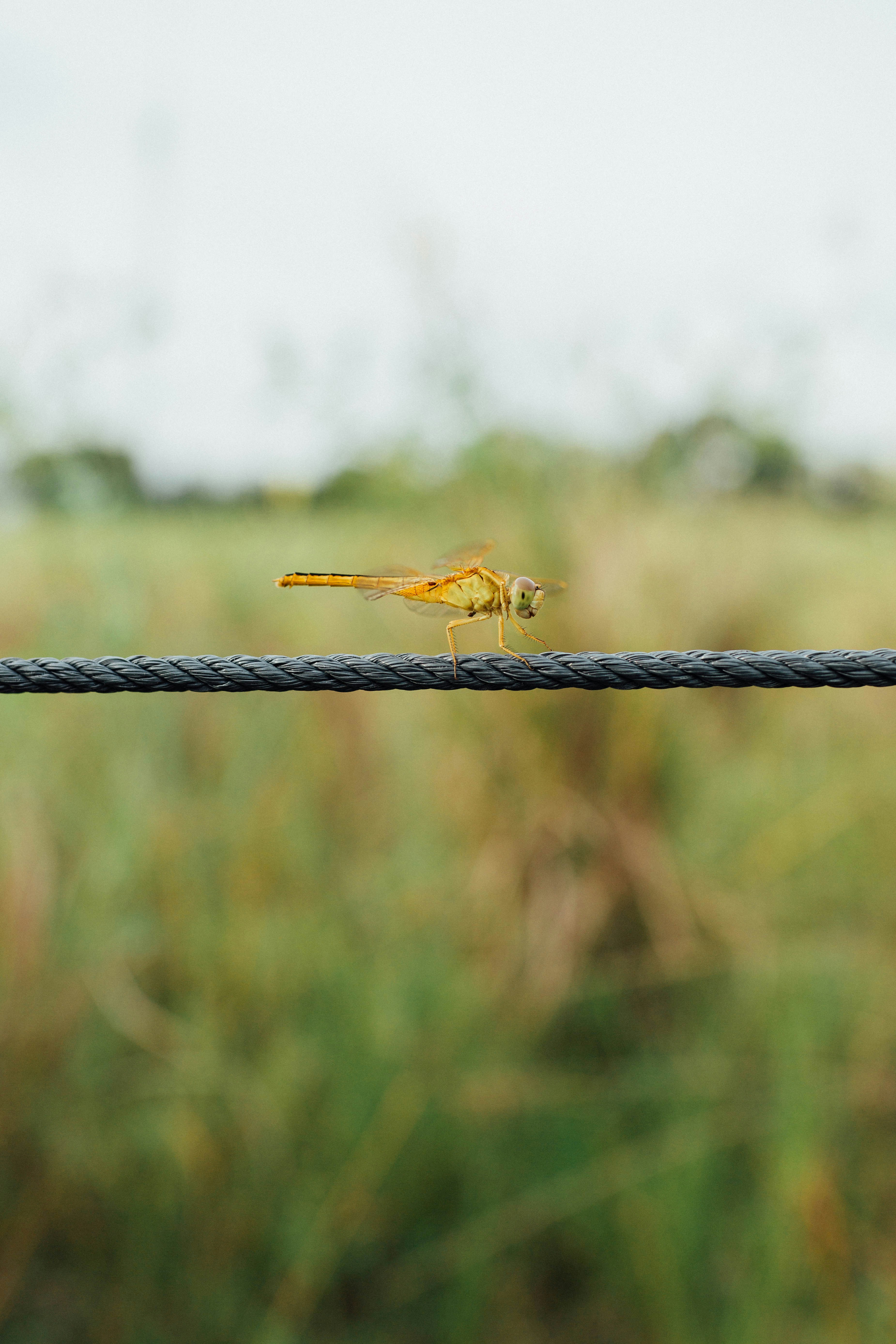 Amber Dragonfly on a Taut Cable over a Meadow