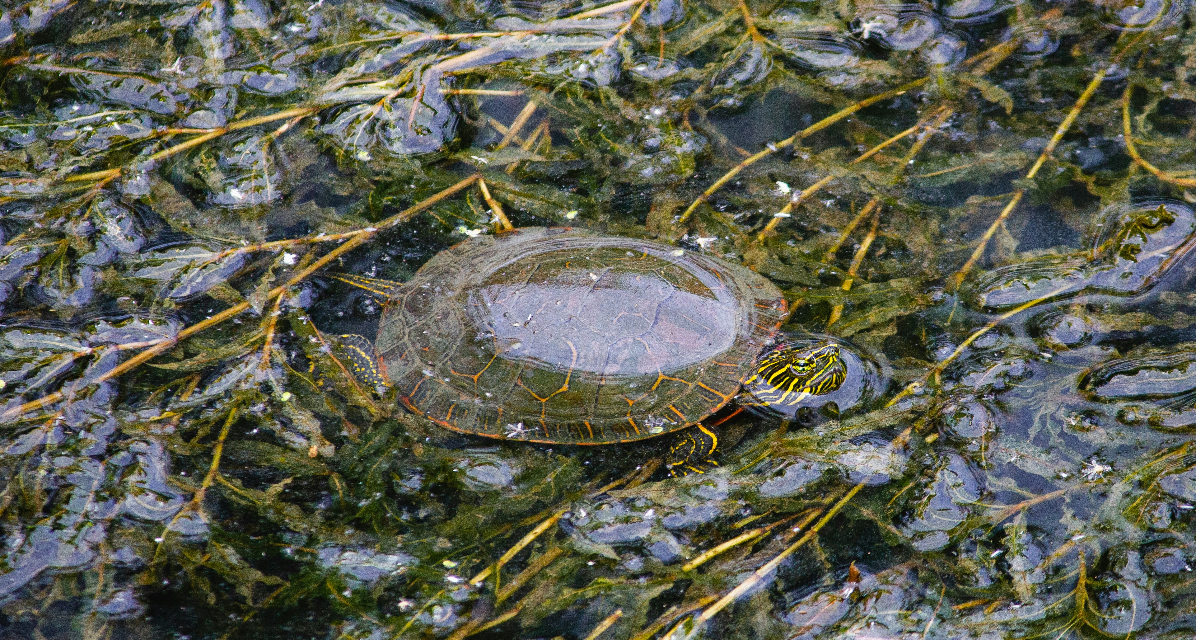 Painted Turtle Gliding Through a Glassy Pond Fringed with Submerged Reeds