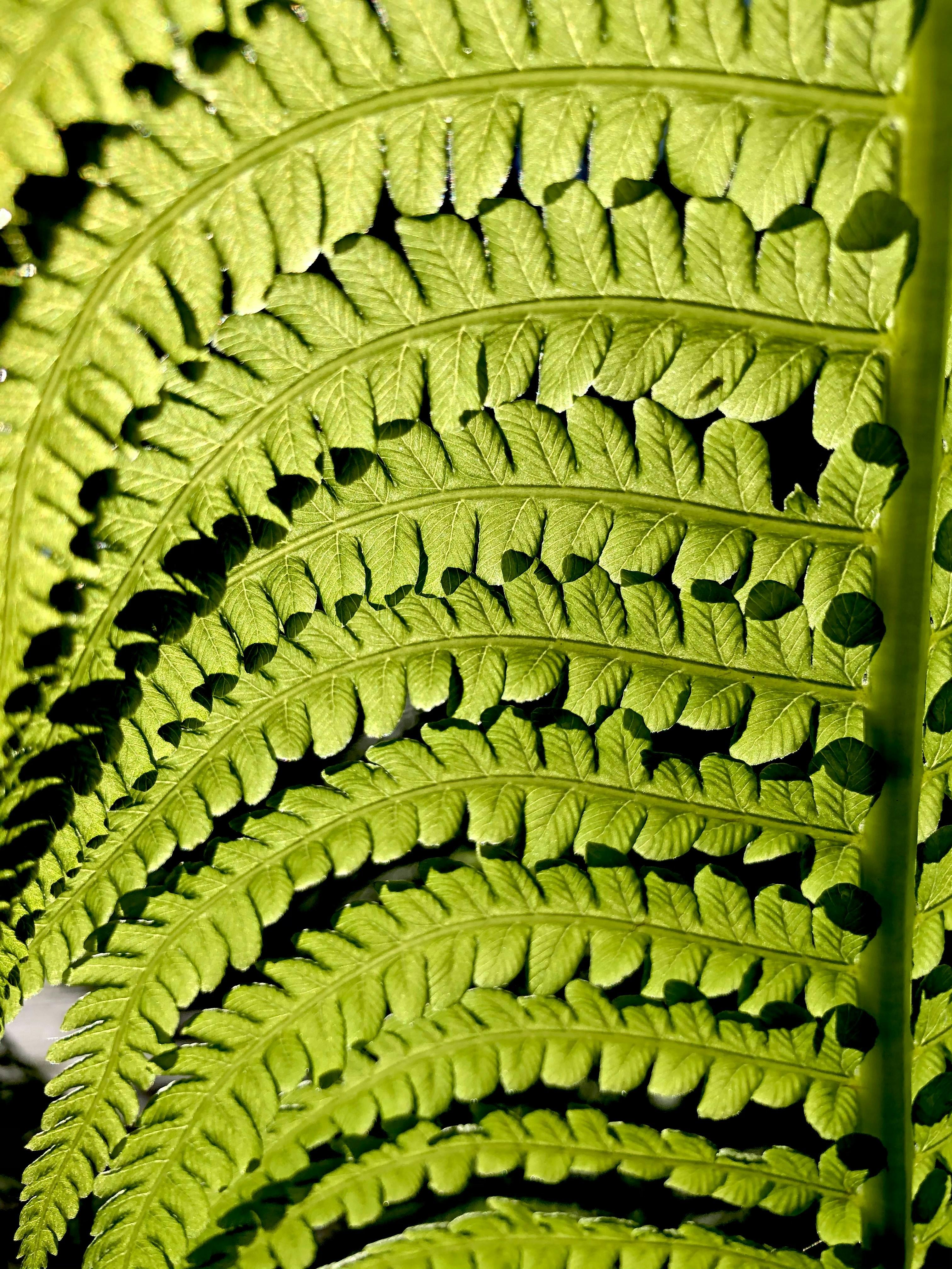 Young fern leaf in spring