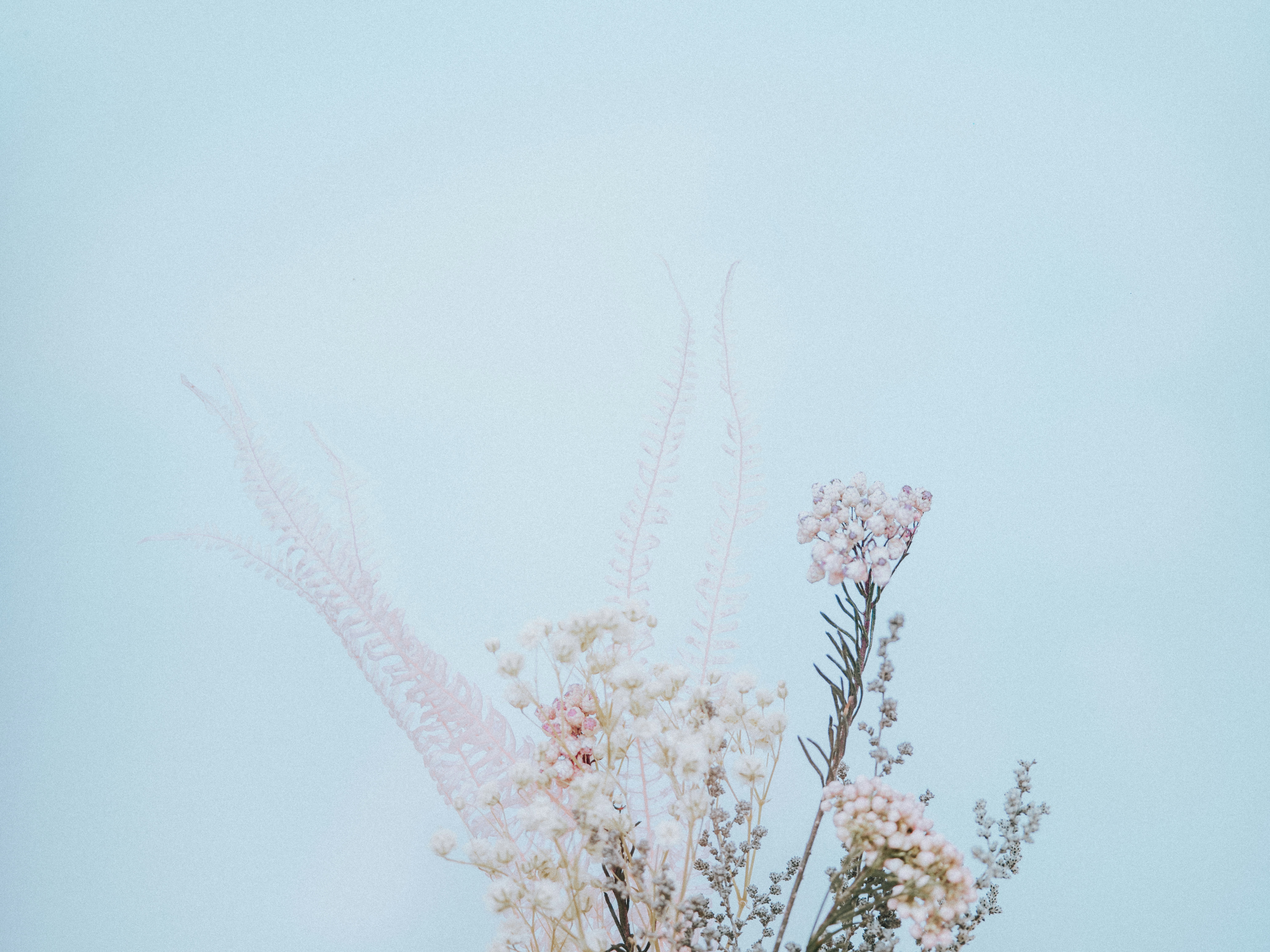 Delicate pink and white flowers with feathery foliage against a pale blue background.
