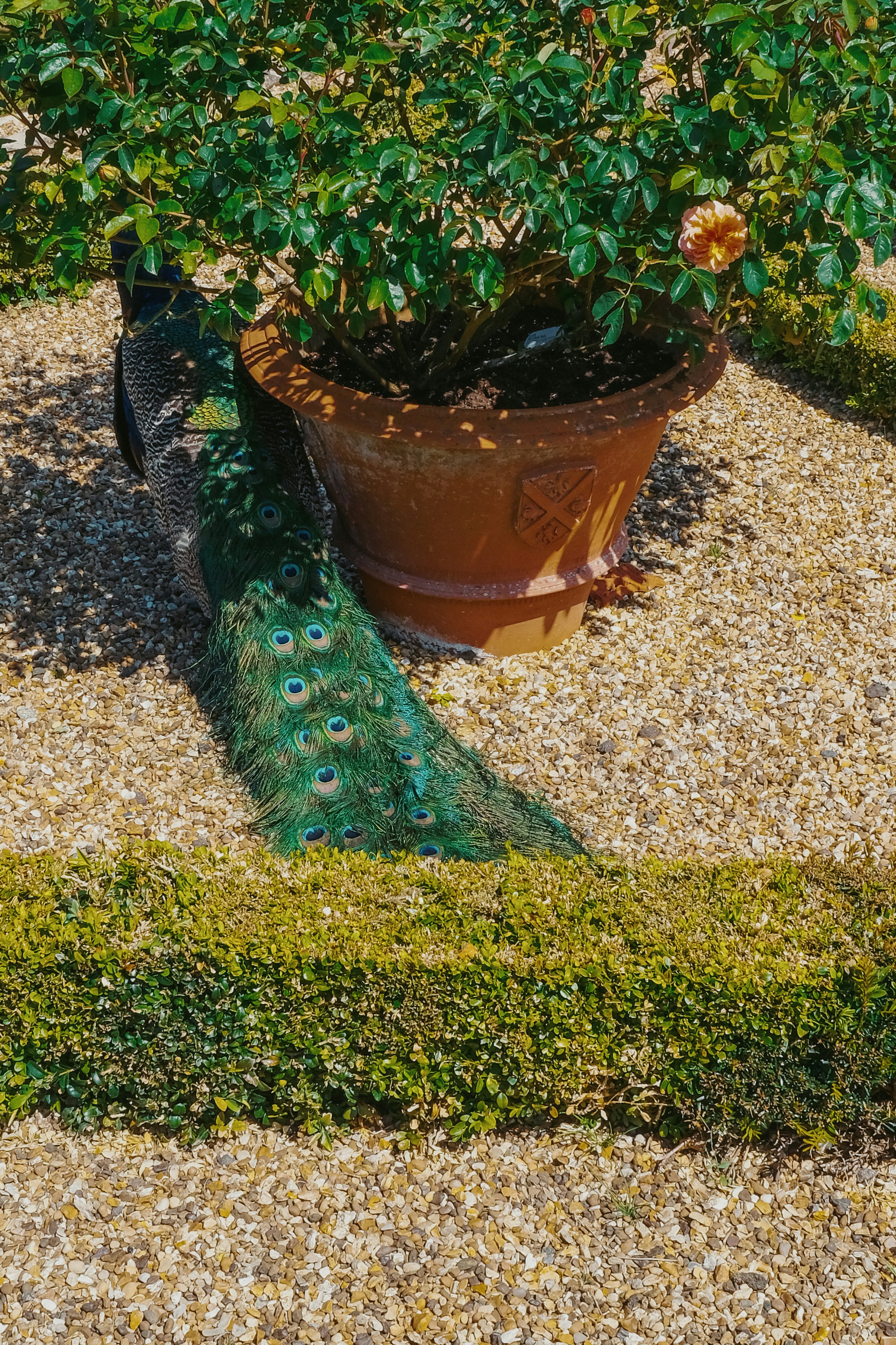 Emerald Peacock Plumage Unfurls Along Sunlit Gravel by a Terracotta Planter