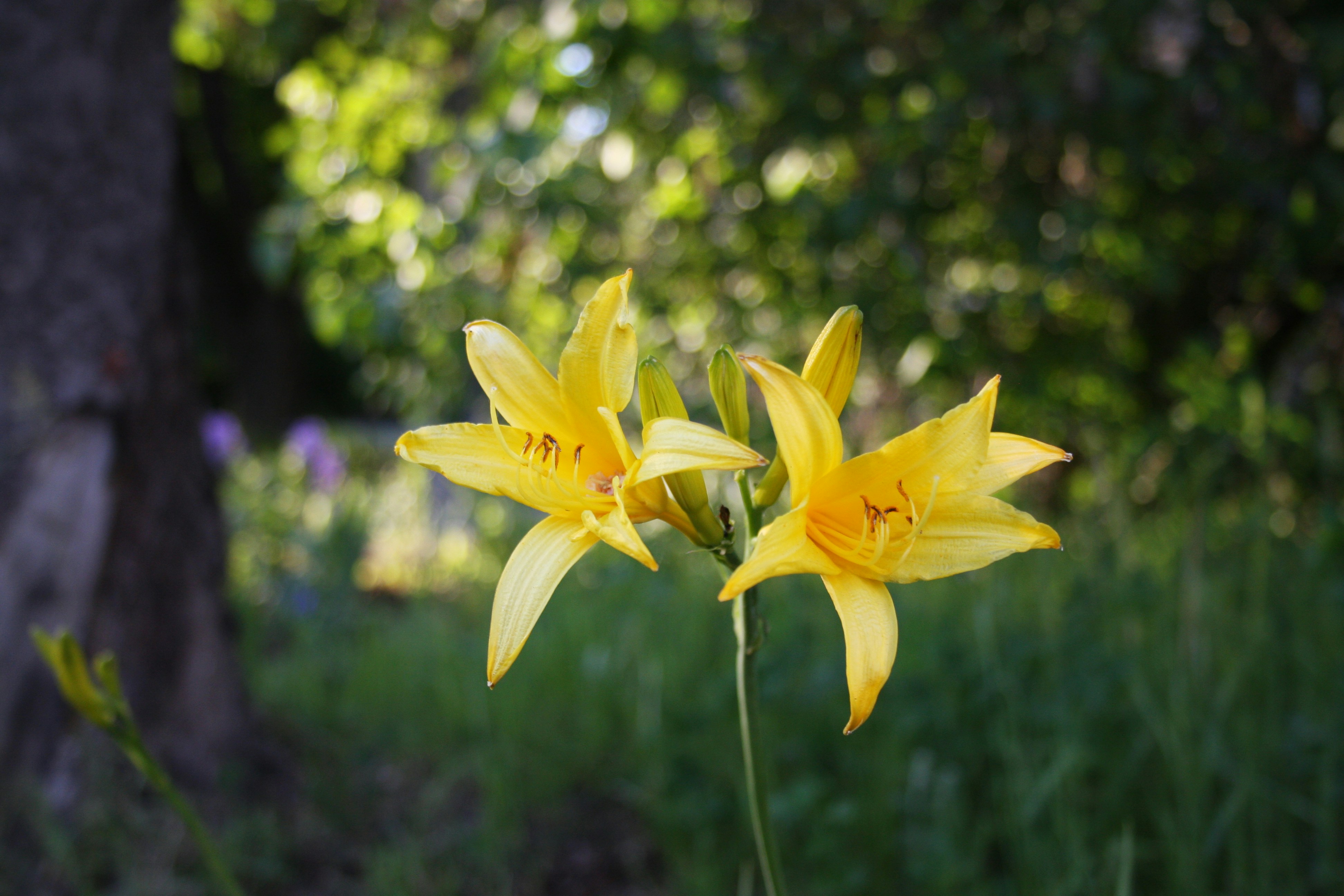 Two vibrant yellow lilies stand tall, surrounded by lush greenery and soft bokeh in the background.