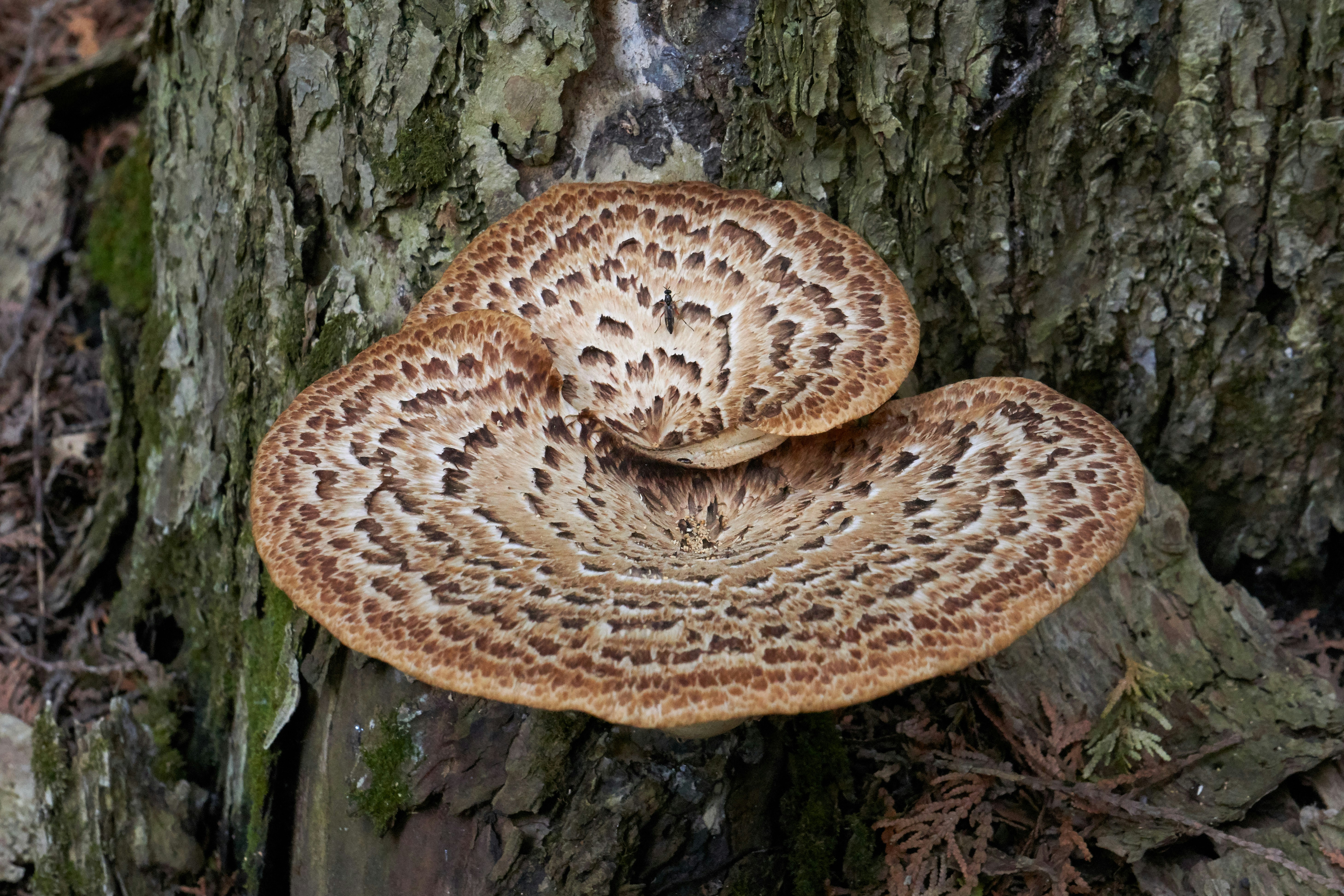 Bracketed Beacon: A Mushroom Shelf Clinging to Bark