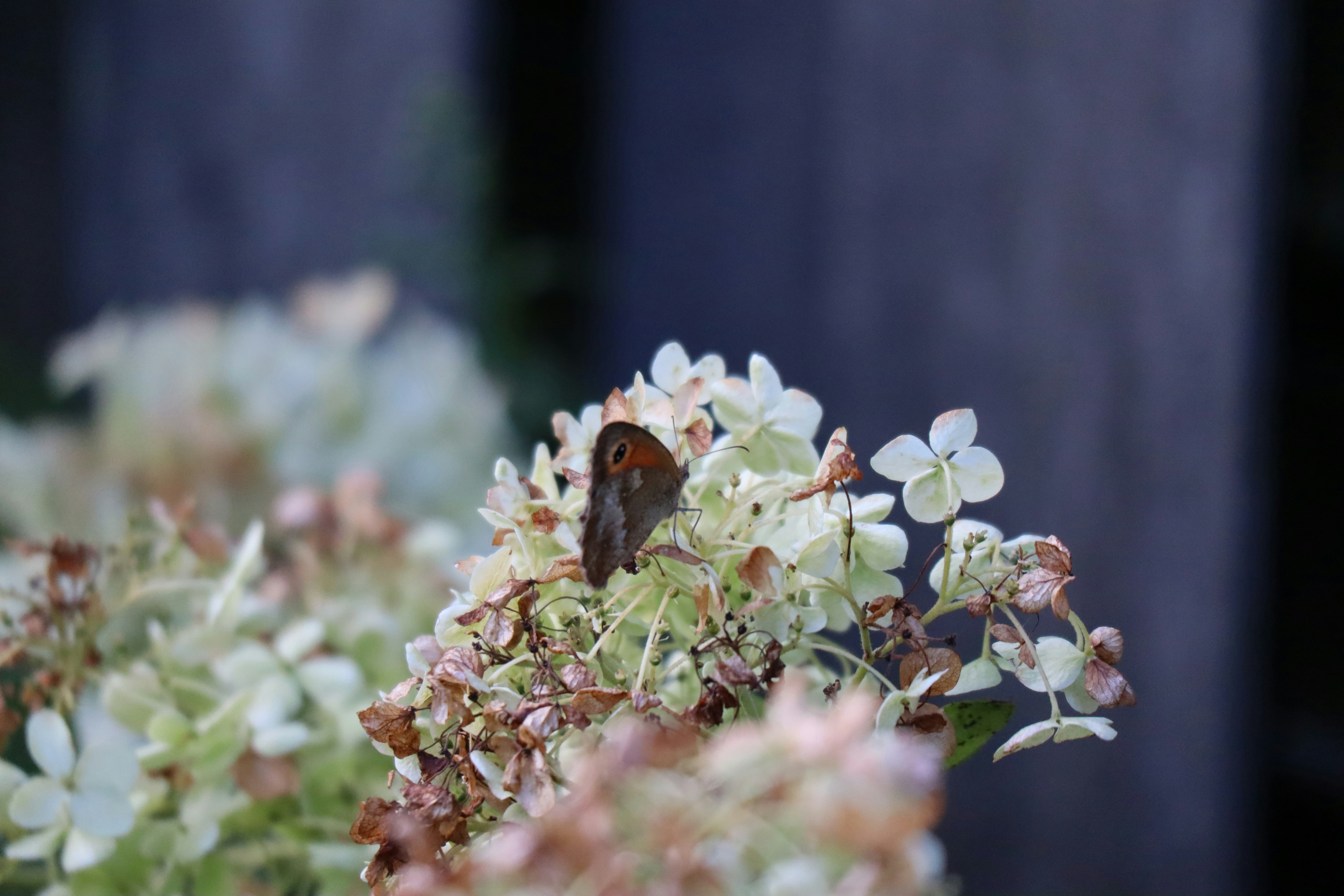 Butterfly is chilling on the flower.
