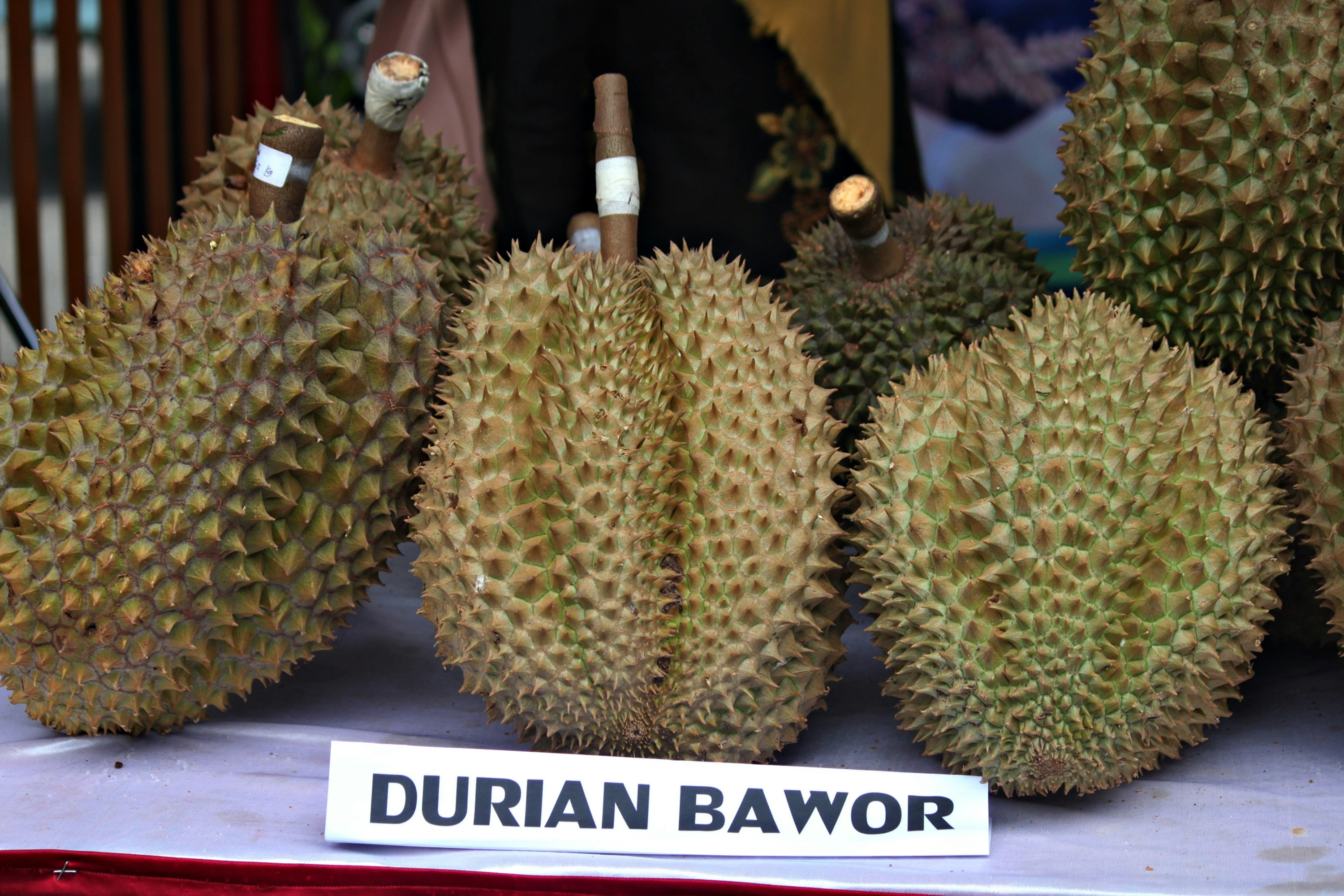 A collection of durian fruits labeled 'DURIAN BAWOR' showcased on a table, highlighting their unique spiky exterior.