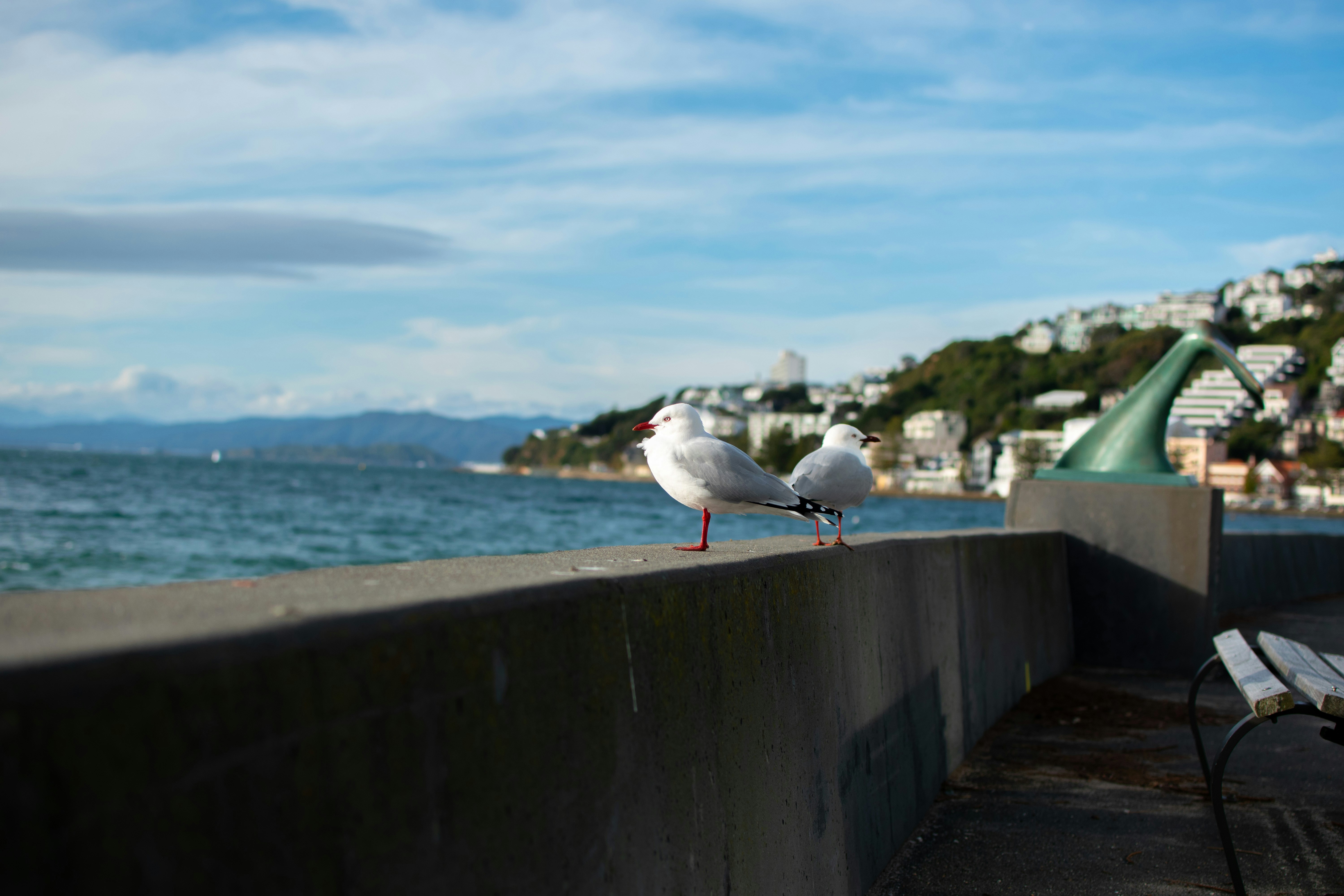 Two seagulls perched on a concrete fence overlooking a coastal cityscape and vast ocean under a bright sky.