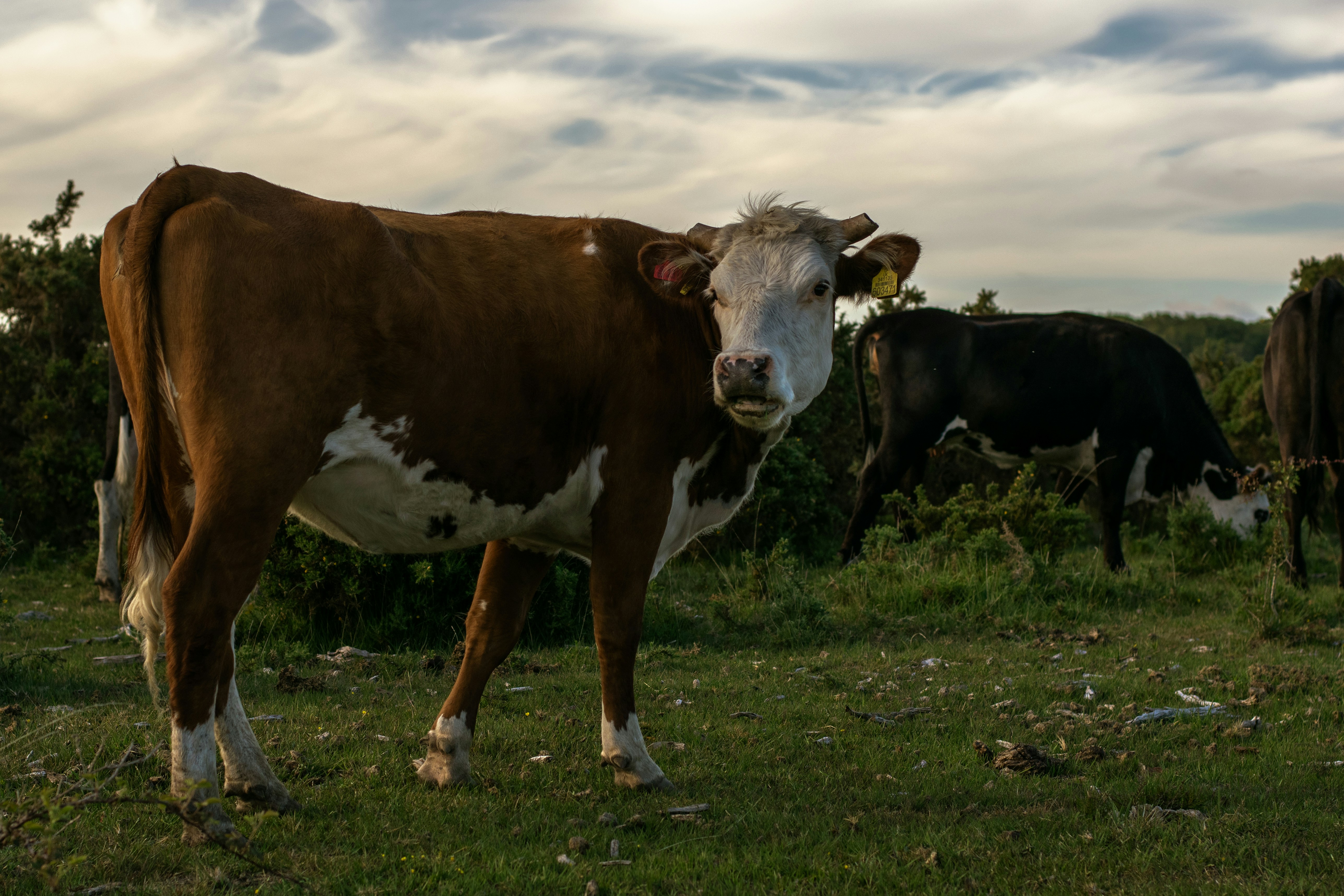 Cows grazing in a lush meadow under a sky filled with soft clouds.