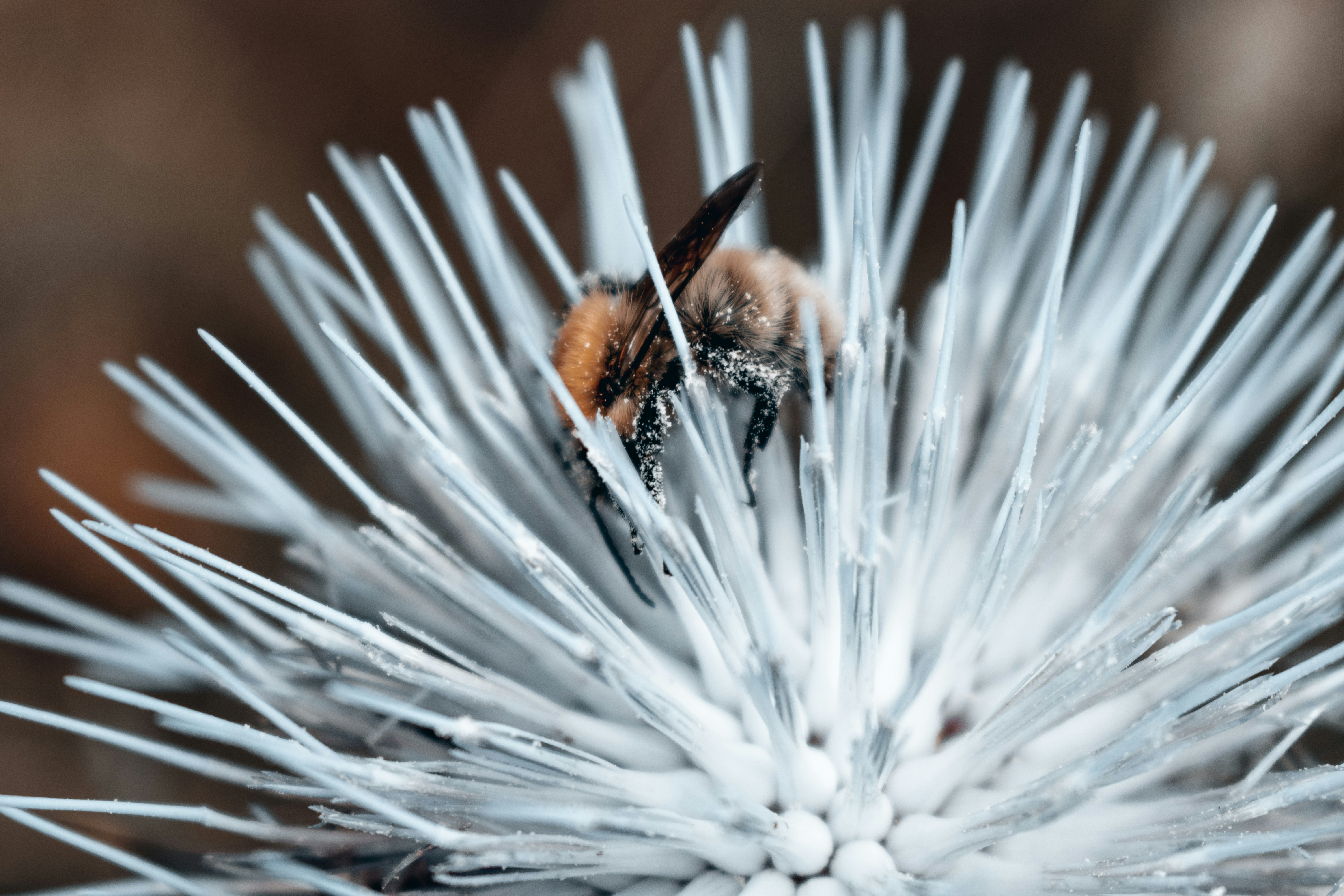 Nectar Between Frosted Spines: A Macro Moment with a Bee on a White Bloom