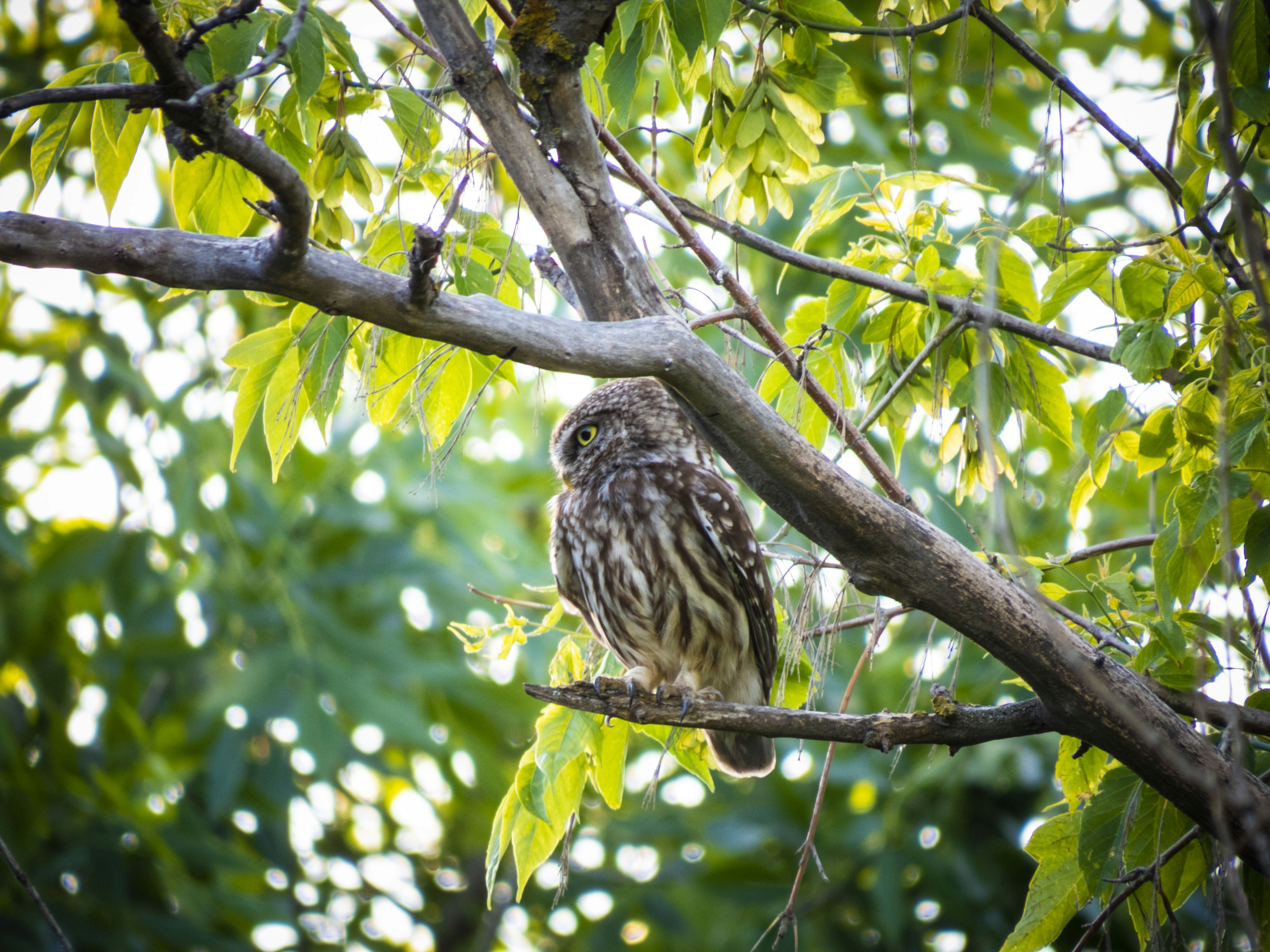 Brown owl perched on a tree branch surrounded by vibrant green leaves in daylight.