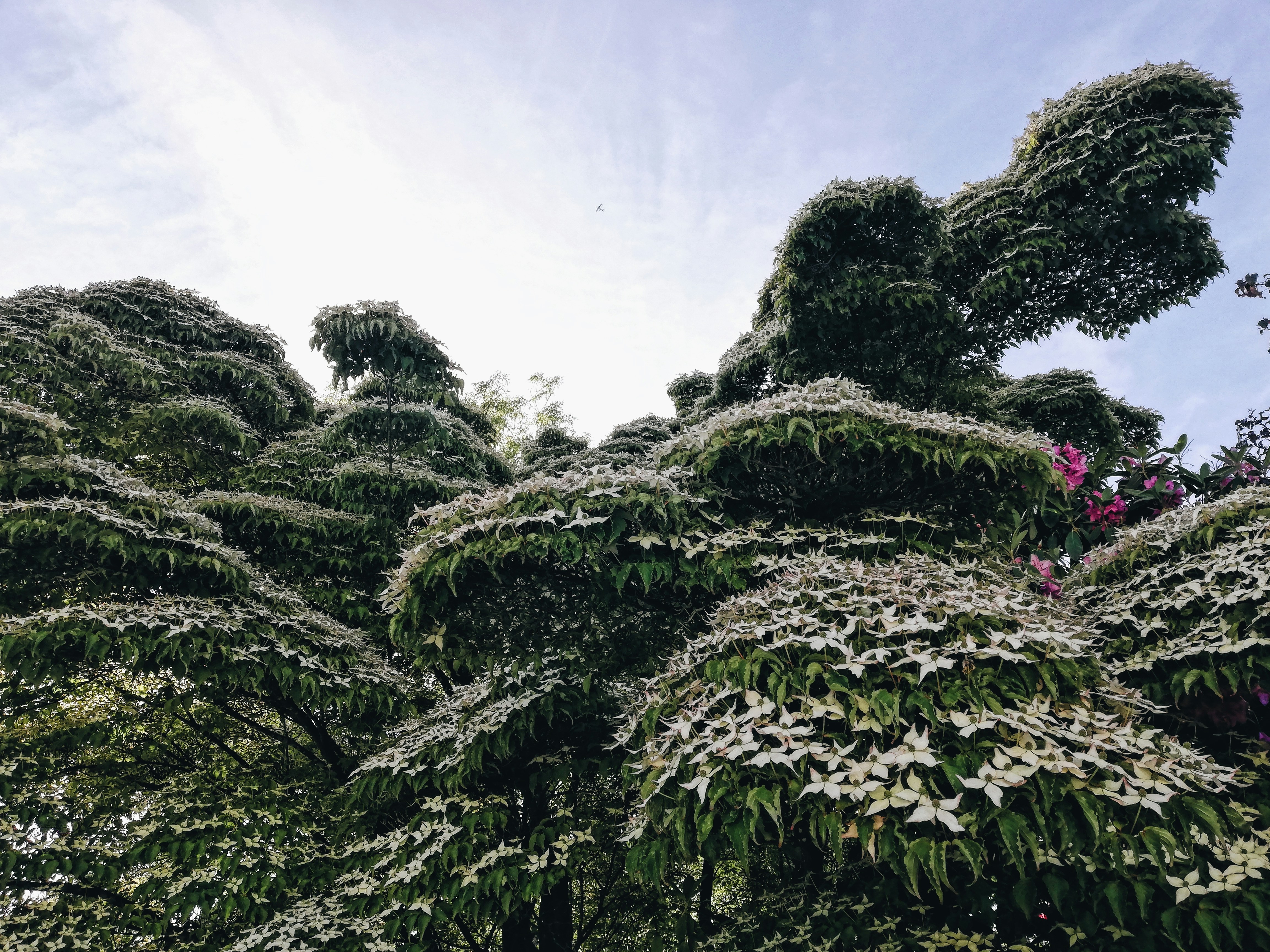 Topiary in Bloom: a Cloud-backed Canopy Sculpted by Nature