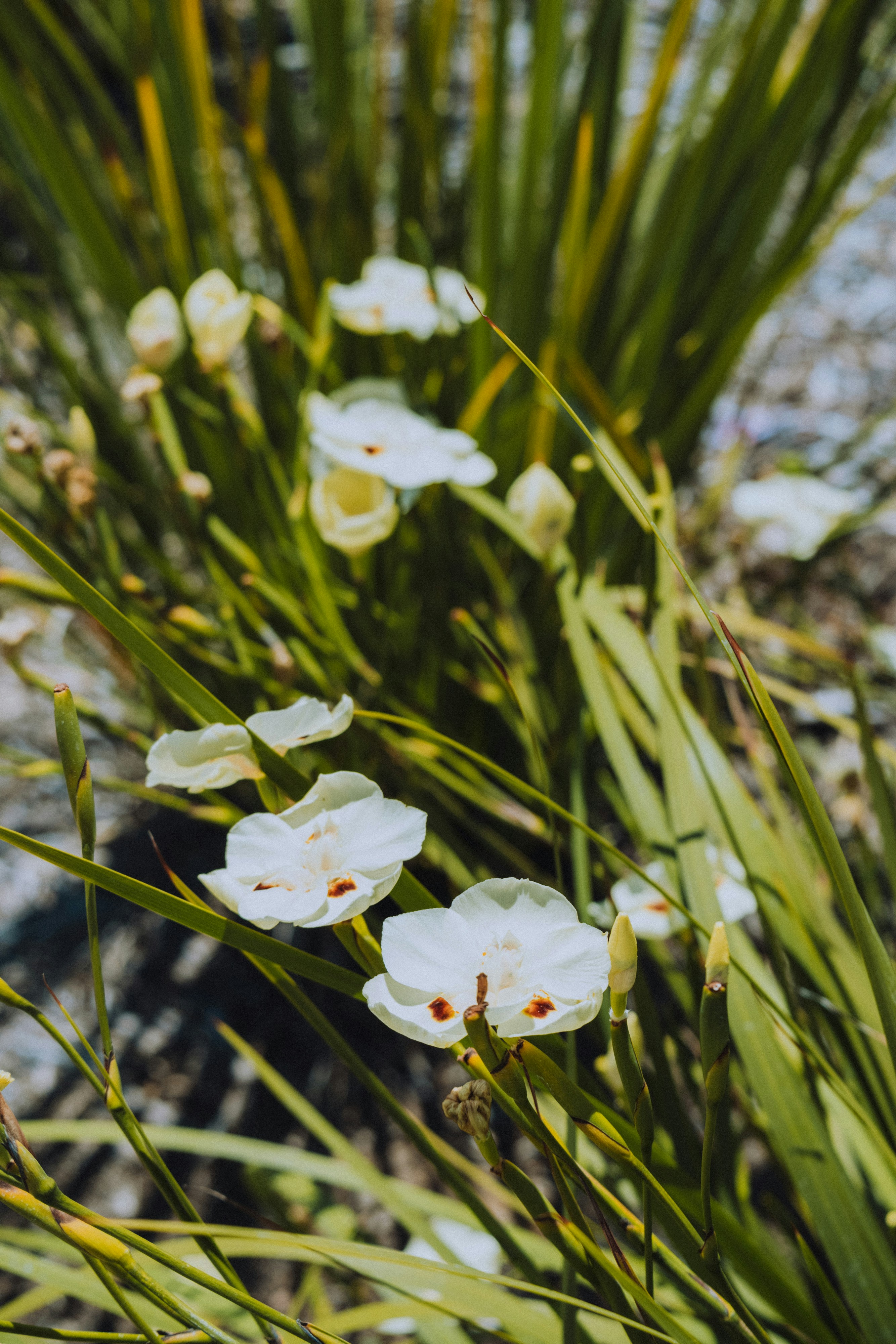 White blossom chorus among green blades