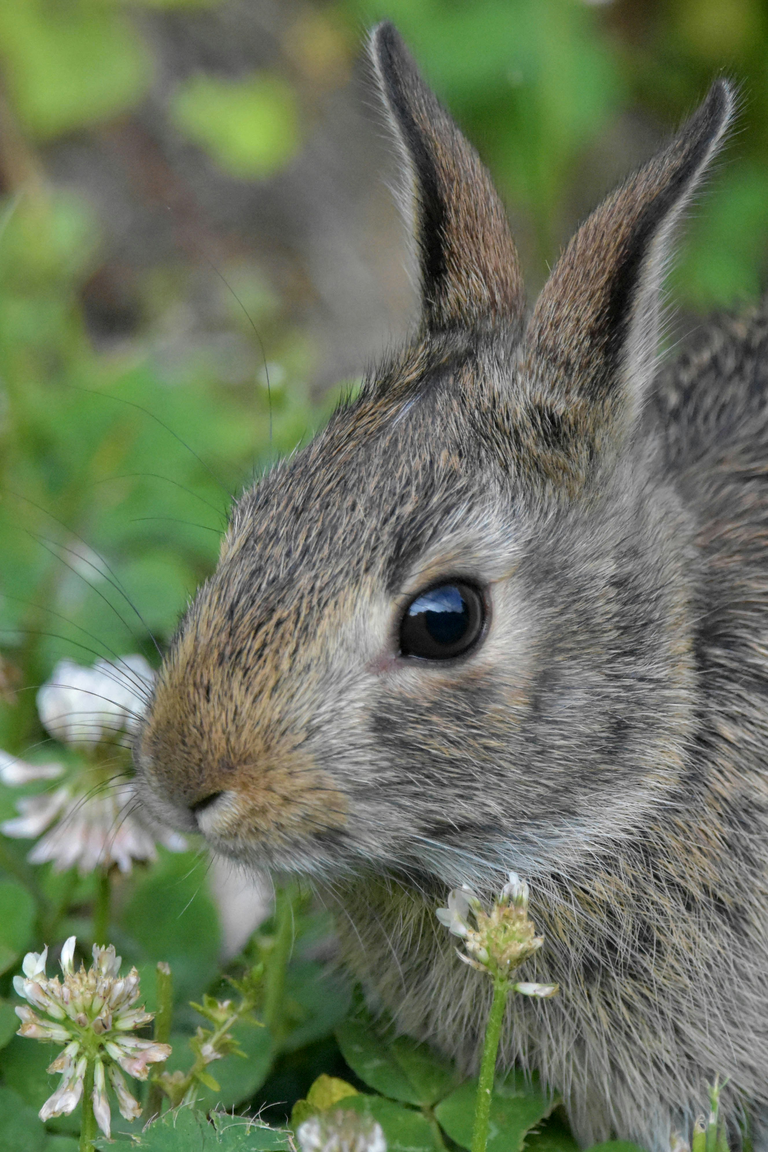 30,000+ Baby Rabbit Pictures | Download Free Images on Unsplash