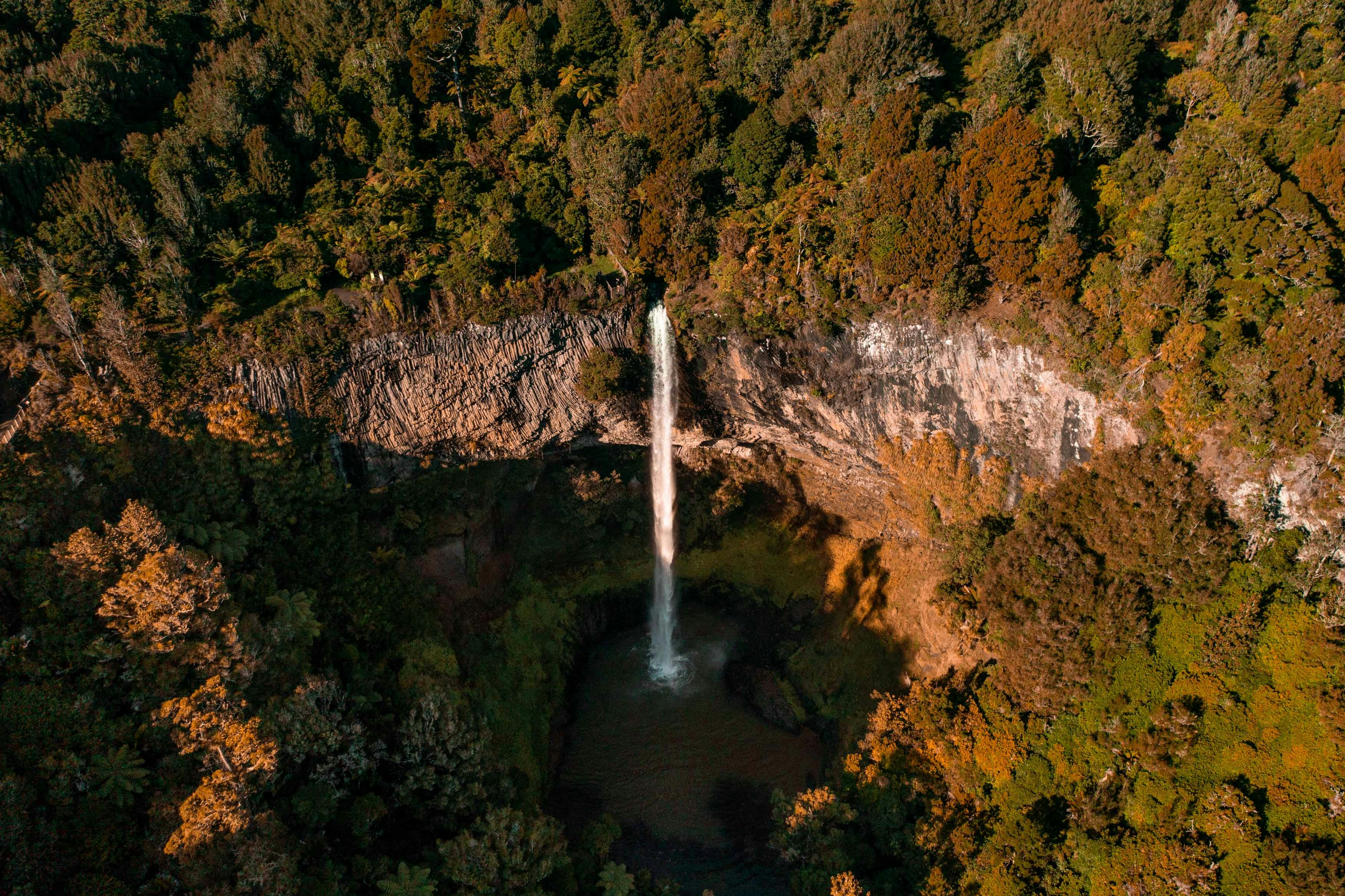 Vertical Symphony: Nature's Cascade Amidst Verdant Canopy