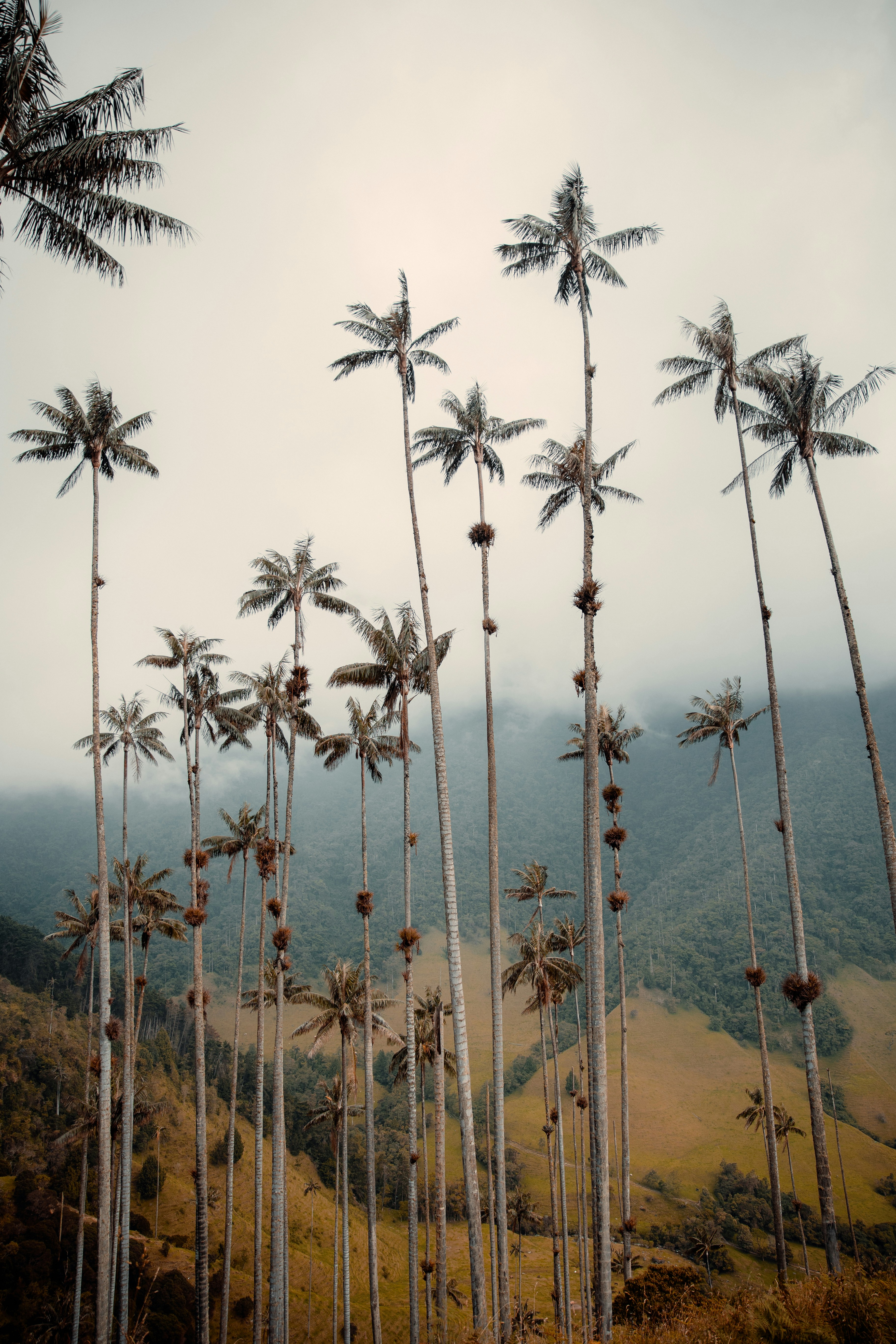 Tall palm trees reaching toward a cloudy sky, set against a backdrop of rolling green hills. The scene captures the serene beauty of a lush landscape.