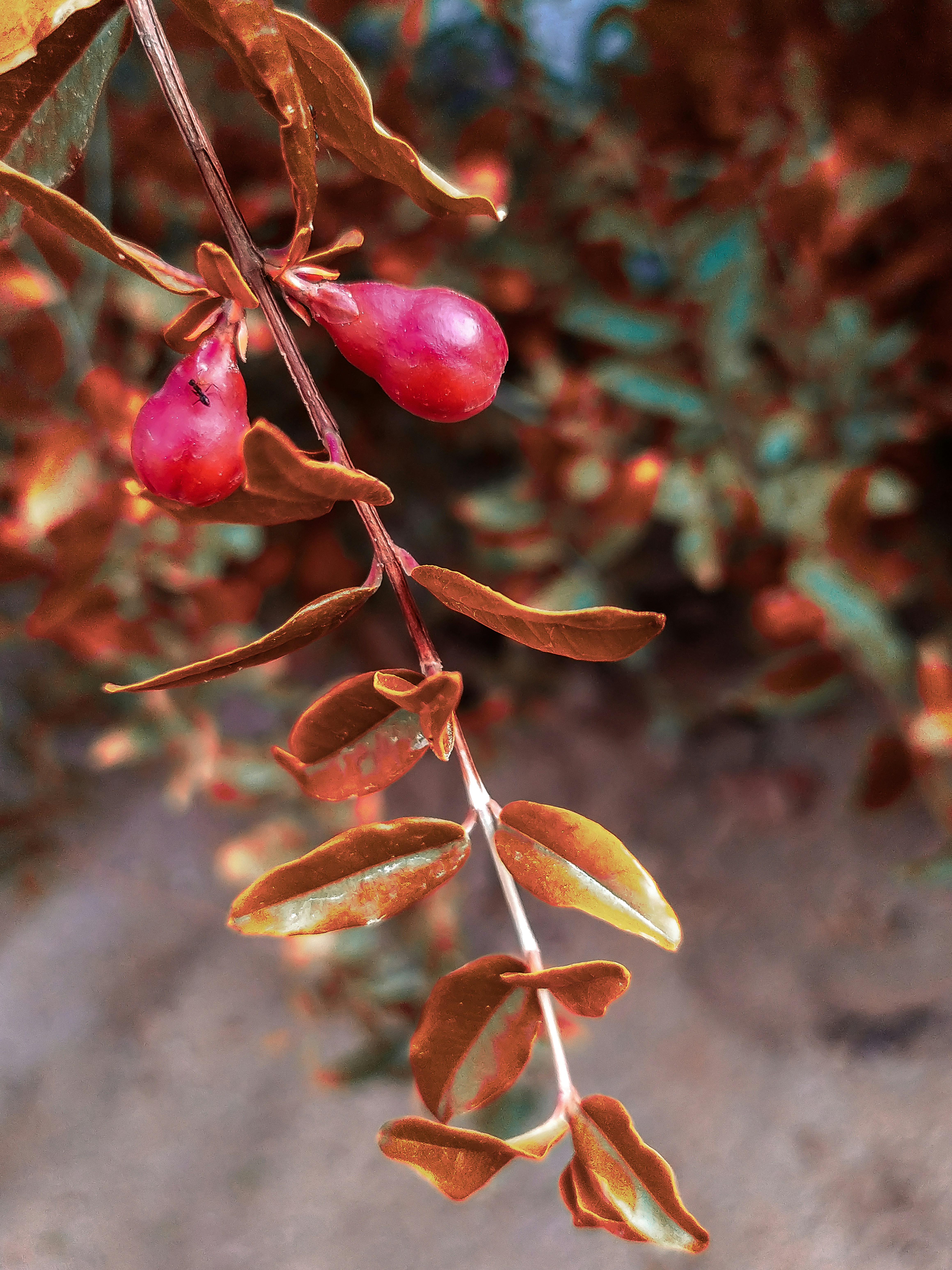 Close-up photograph of a red berry cluster on a slender twig with warm autumn leaves; shallow depth of field isolates the fruit from a blurred background.