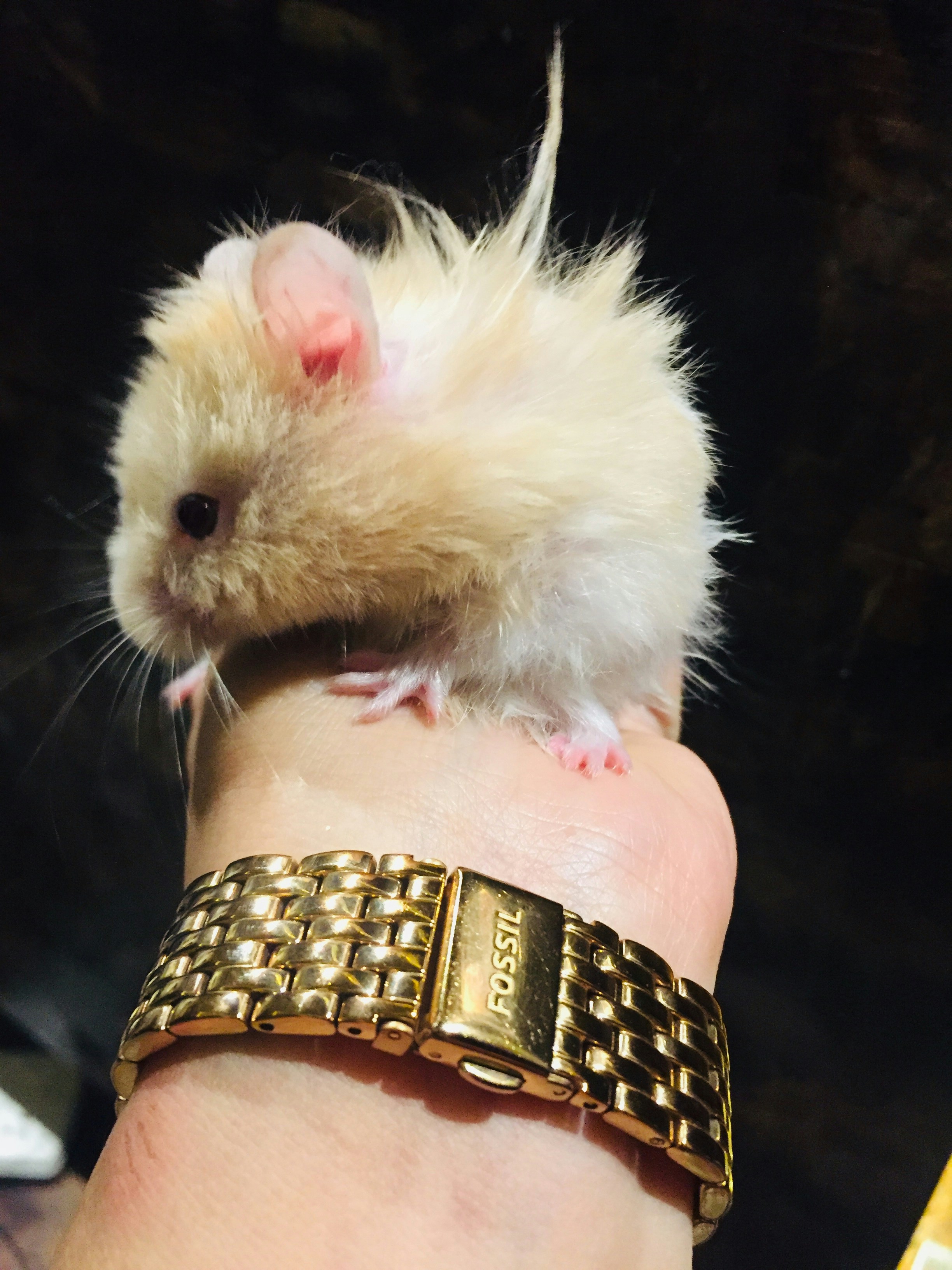 Whiskers on Gold: A Tiny Companion's Moment