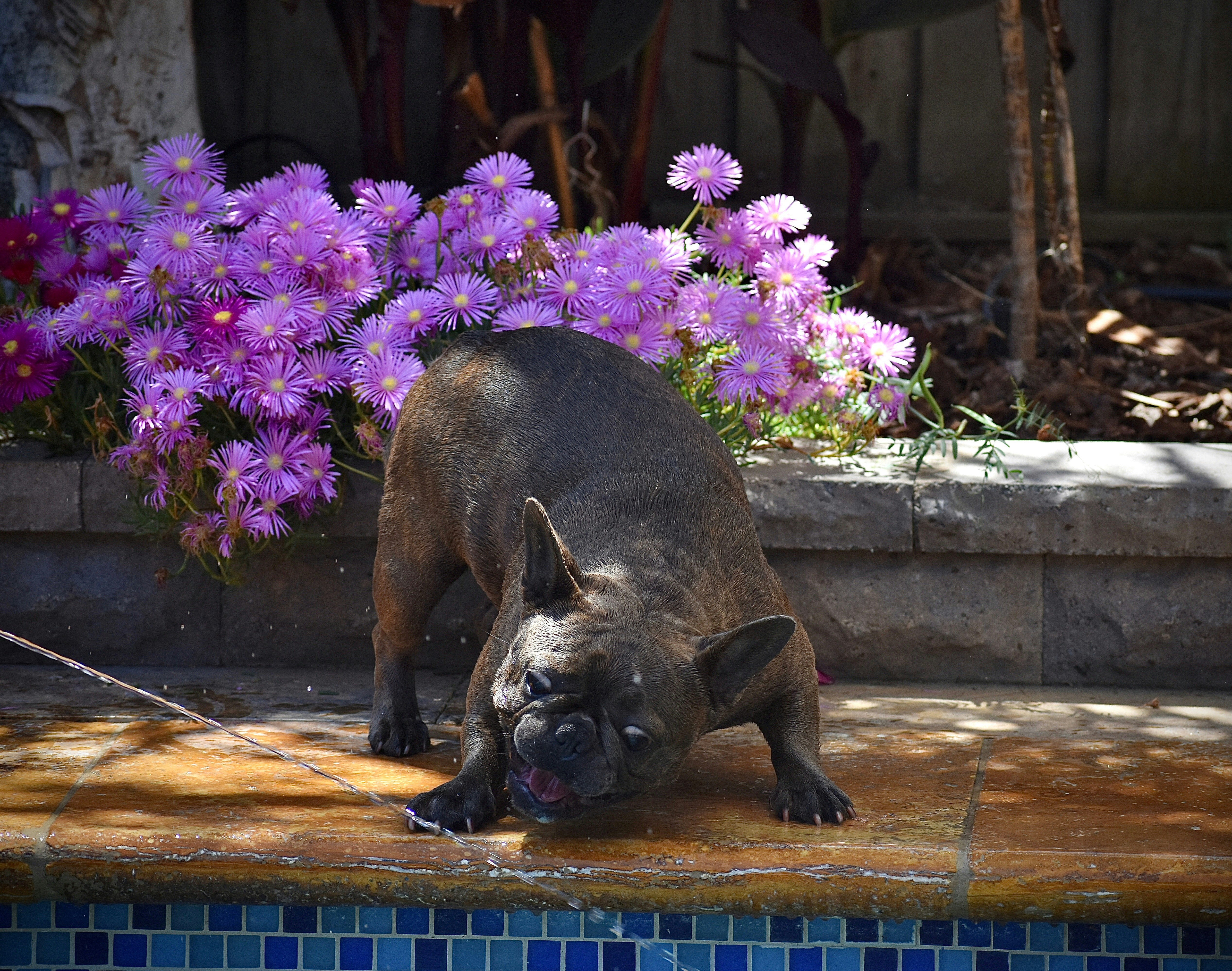 French Bulldog shaking off water near vibrant purple flowers by a poolside. The scene captures a lively interaction between the dog and its surroundings.