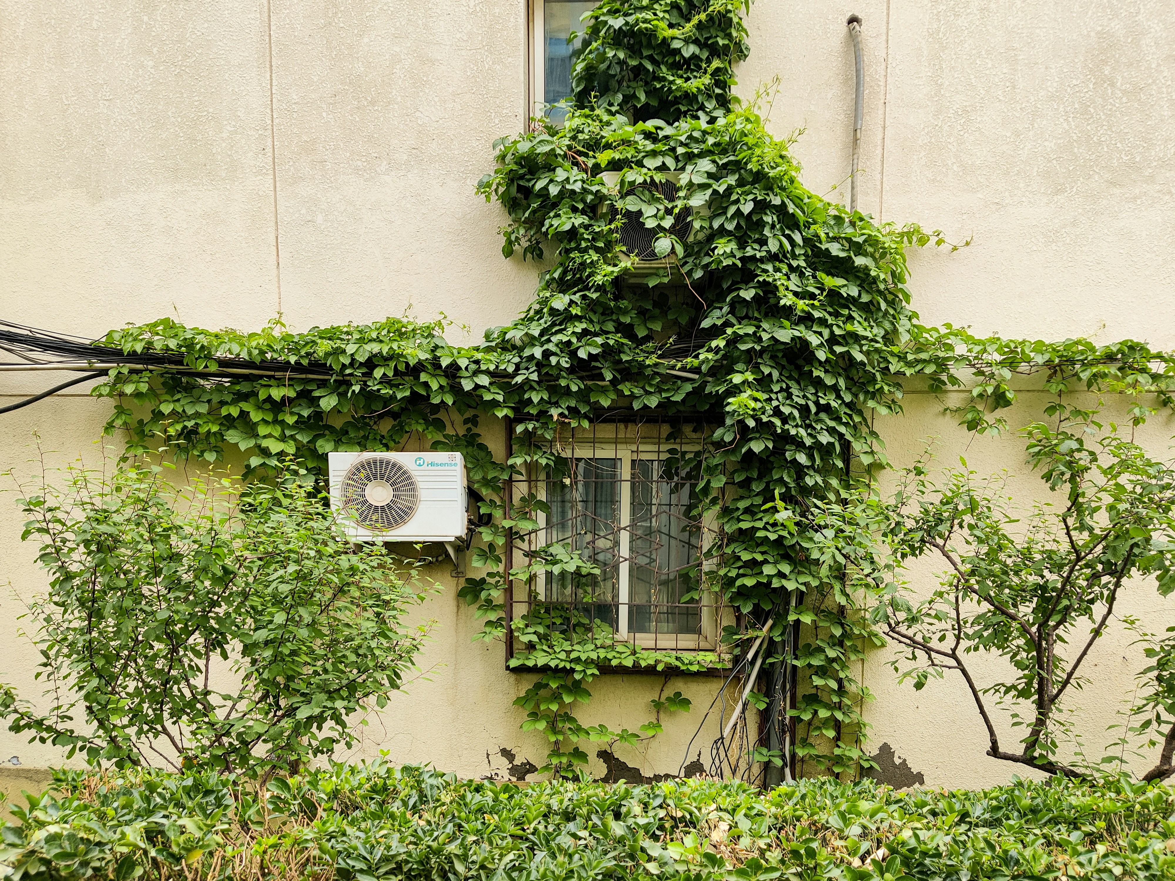 Green plant on white concrete wall photo – Free Plants growing Image on ...