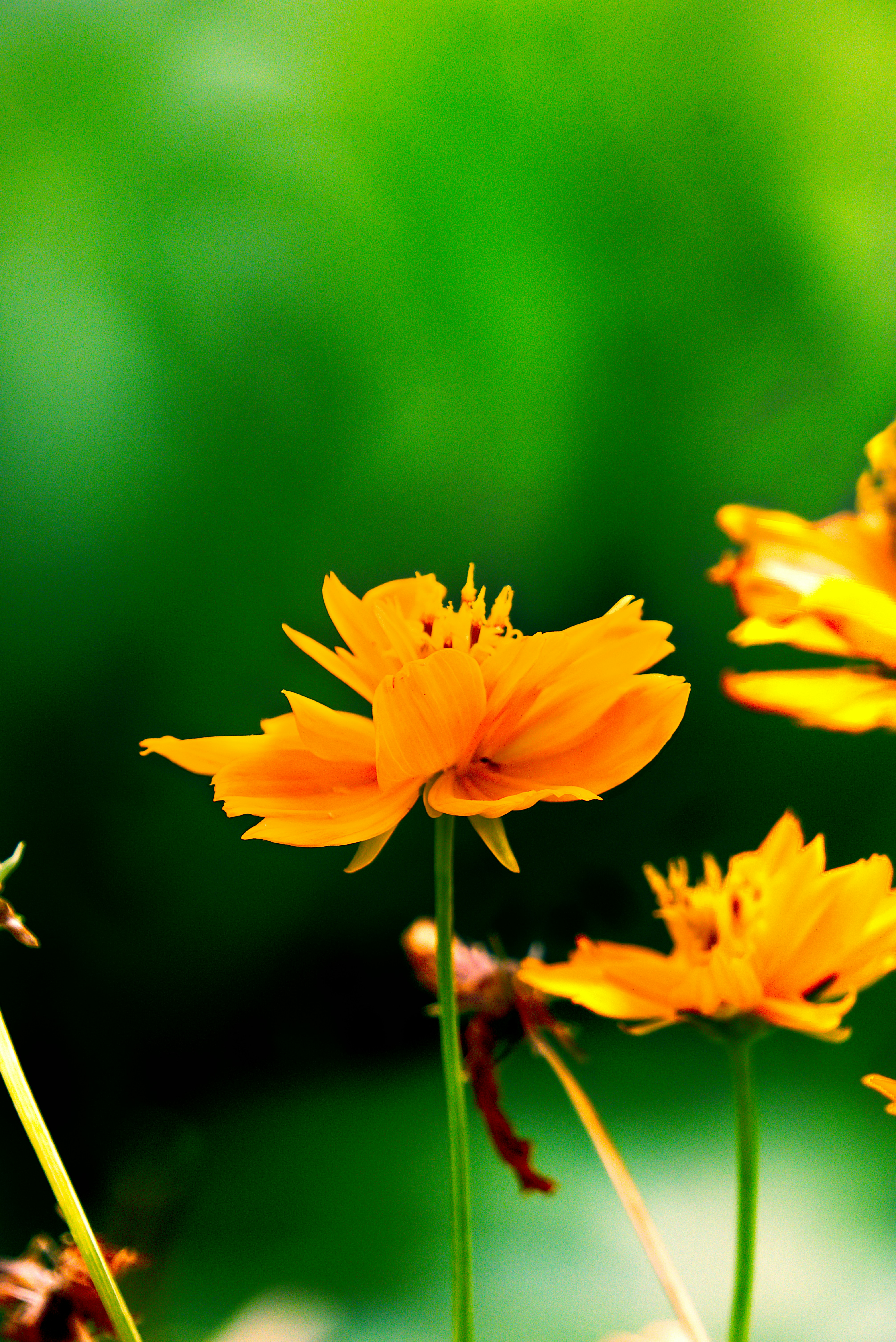 Yellow flower in tilt shift lens photo – Free Plant Image on Unsplash
