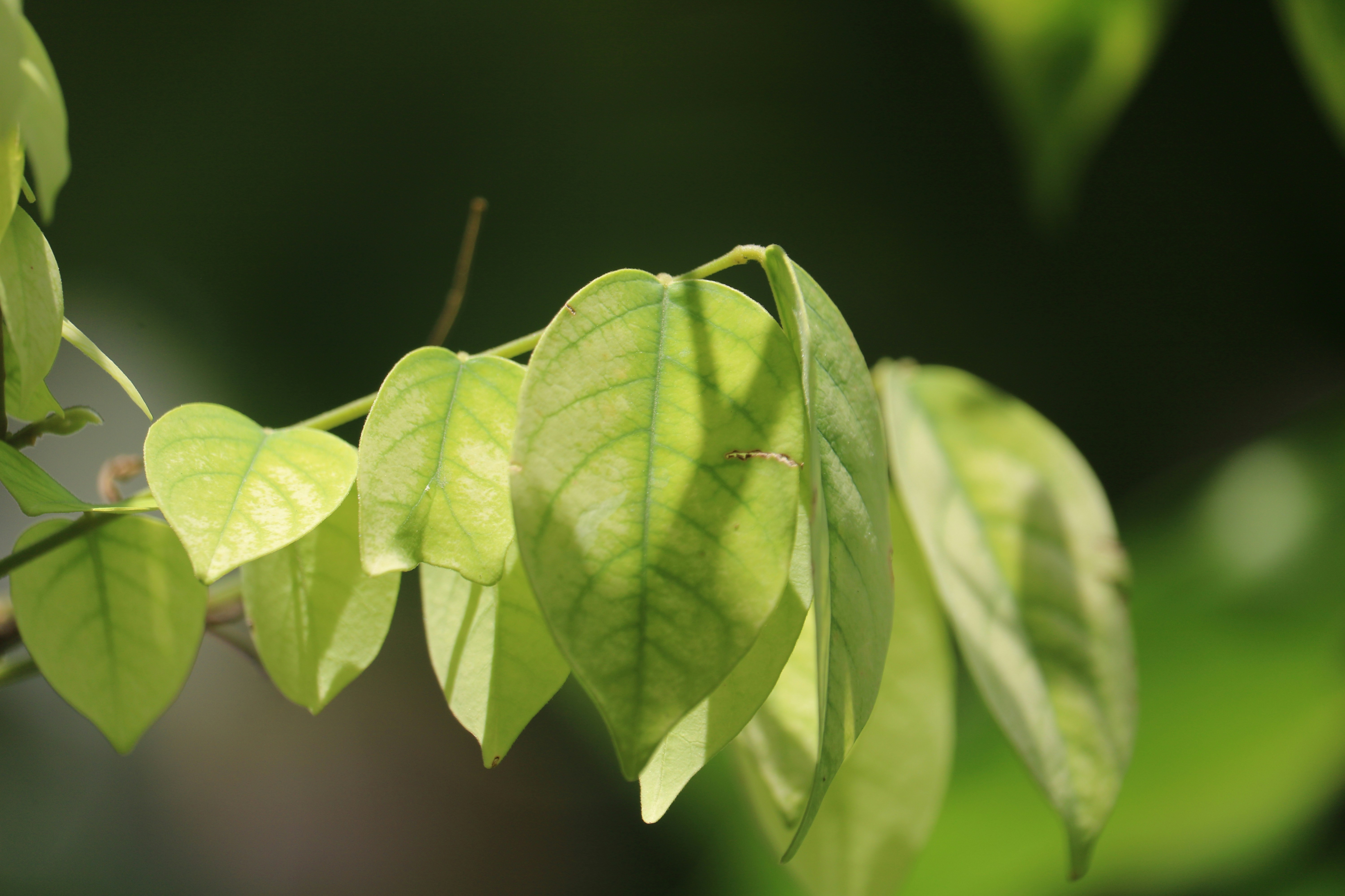 Sunlit green leaves displaying intricate patterns of light and shadow, showcasing the beauty of nature's design.