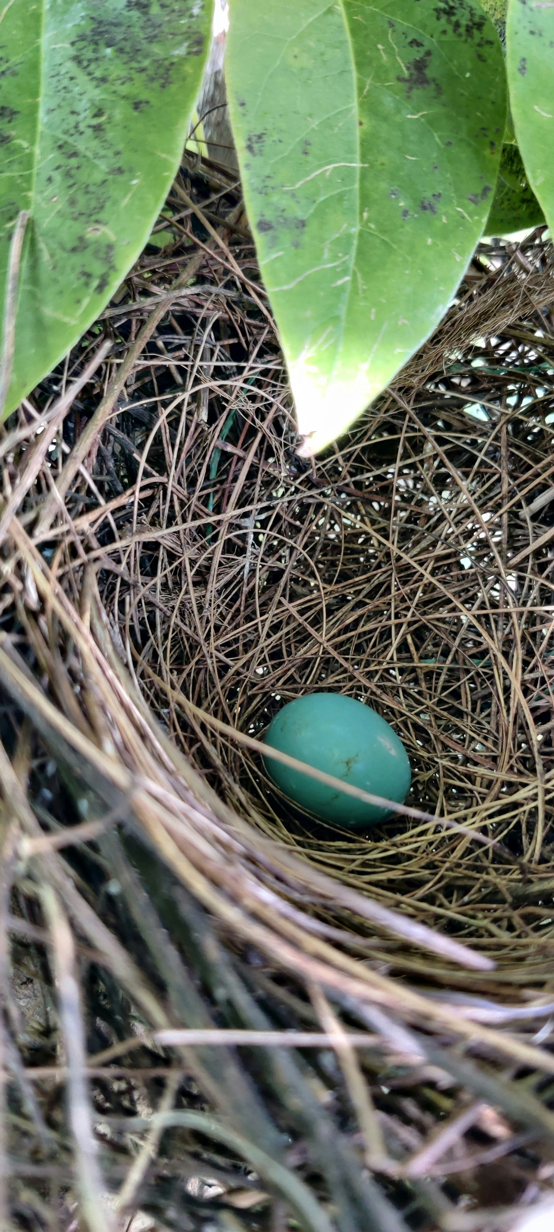 Nest of Secrets: A turquoise egg resting in a twig-lined cup