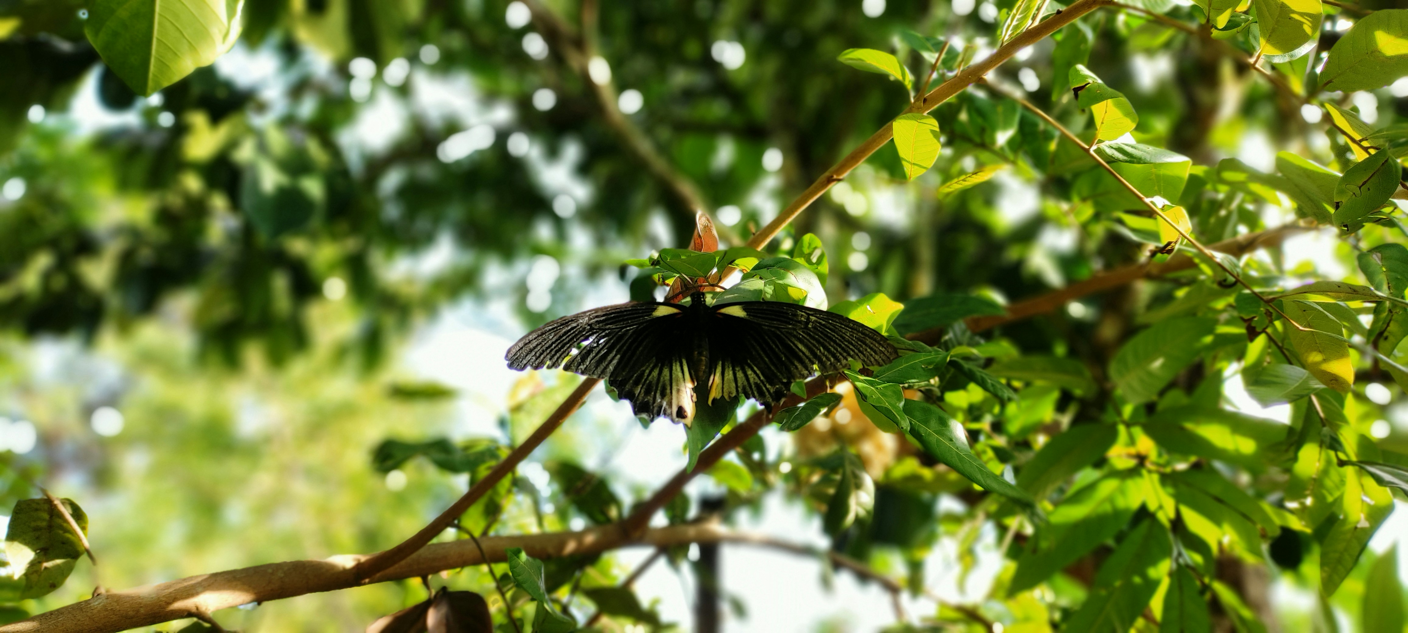 A photograph of a black butterfly with outstretched wings perched on a slender branch among sunlit green leaves.