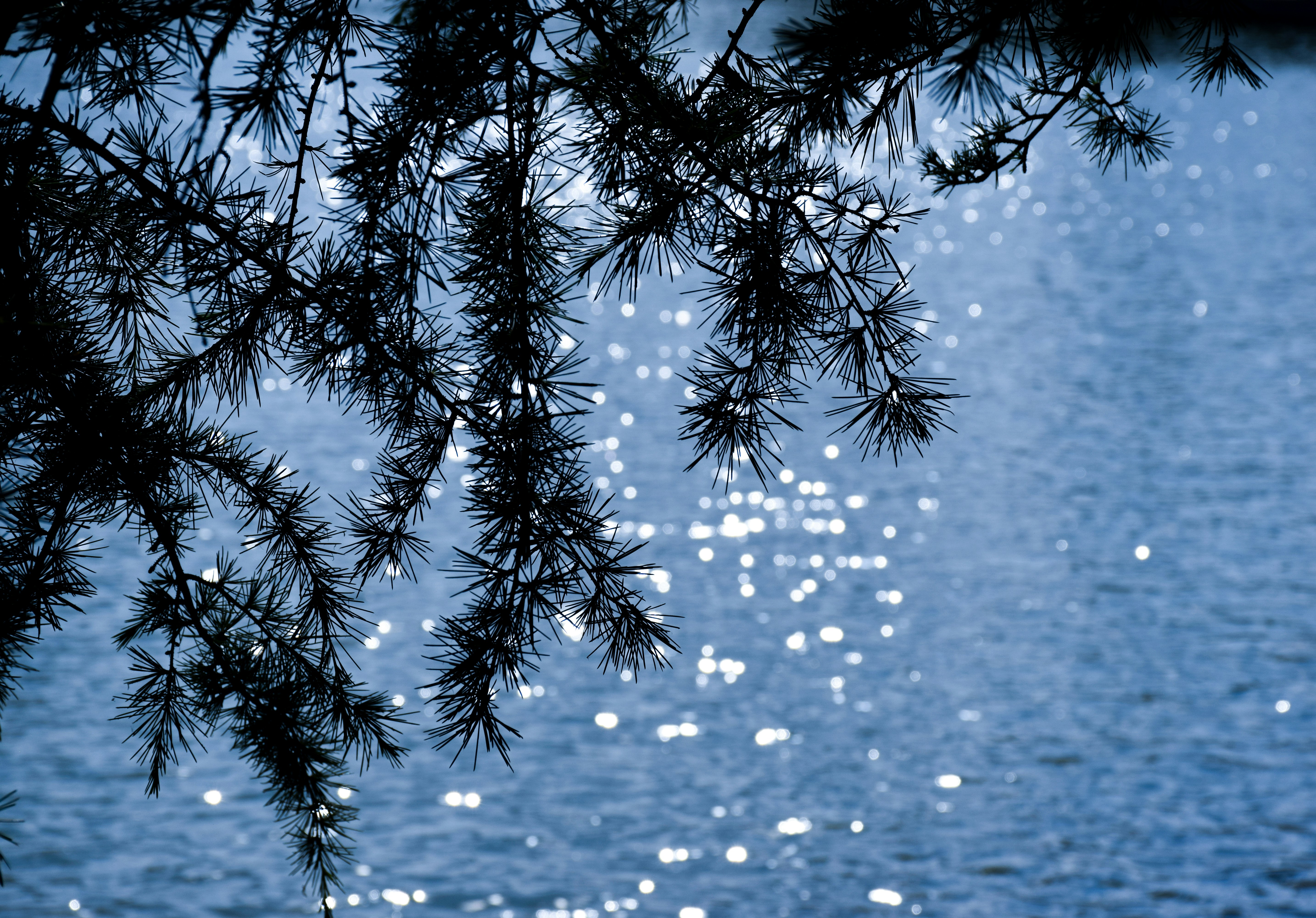 Silhouetted pine branches frame sparkling reflections on a tranquil water surface, creating a serene atmosphere.