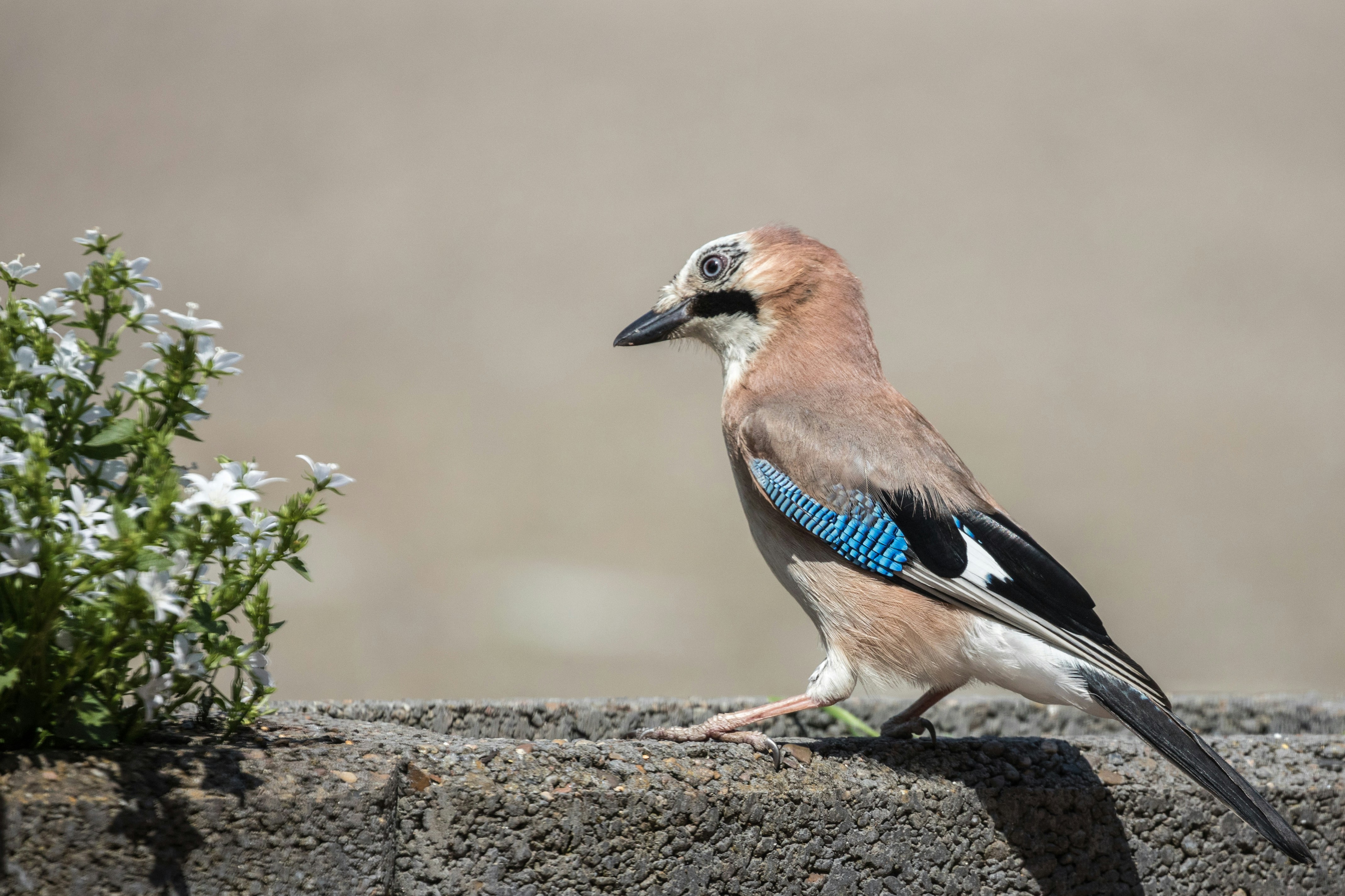 Eurasian Jay on a sunlit brick ledge reveals cobalt-blue wing flashes