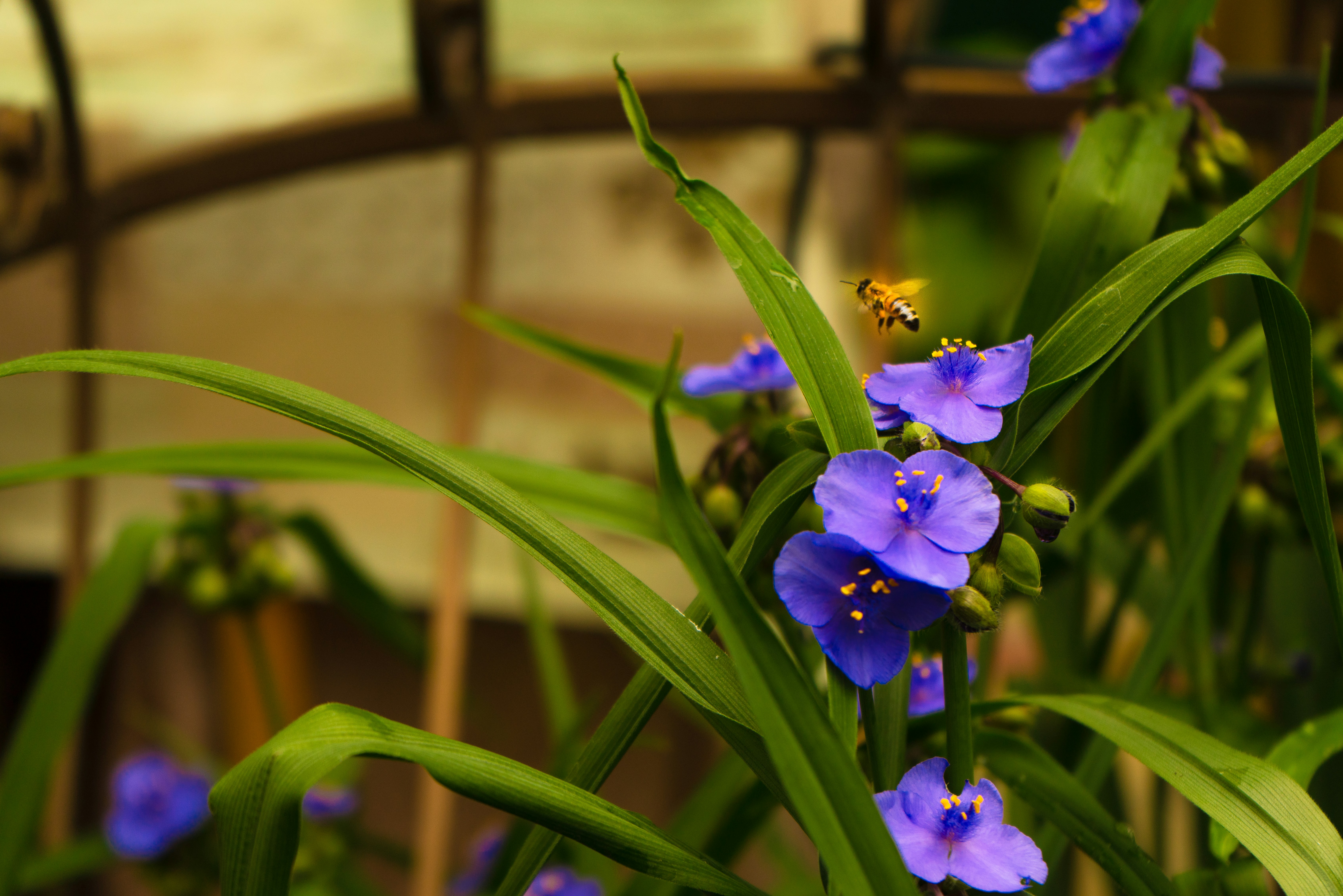 Purple flowers with green leaves in a garden setting.