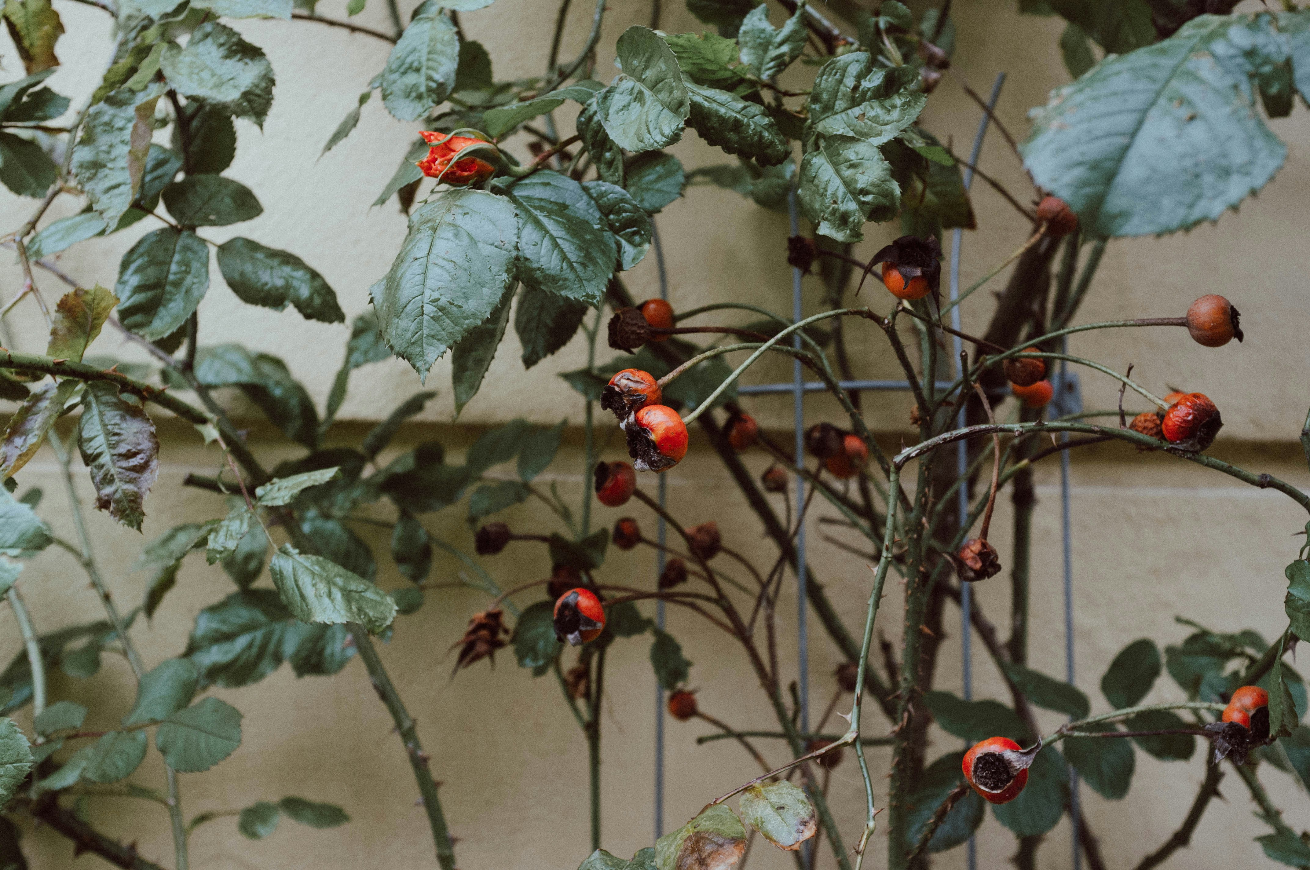 Red round fruit on green tree photo – Free Food Image on Unsplash