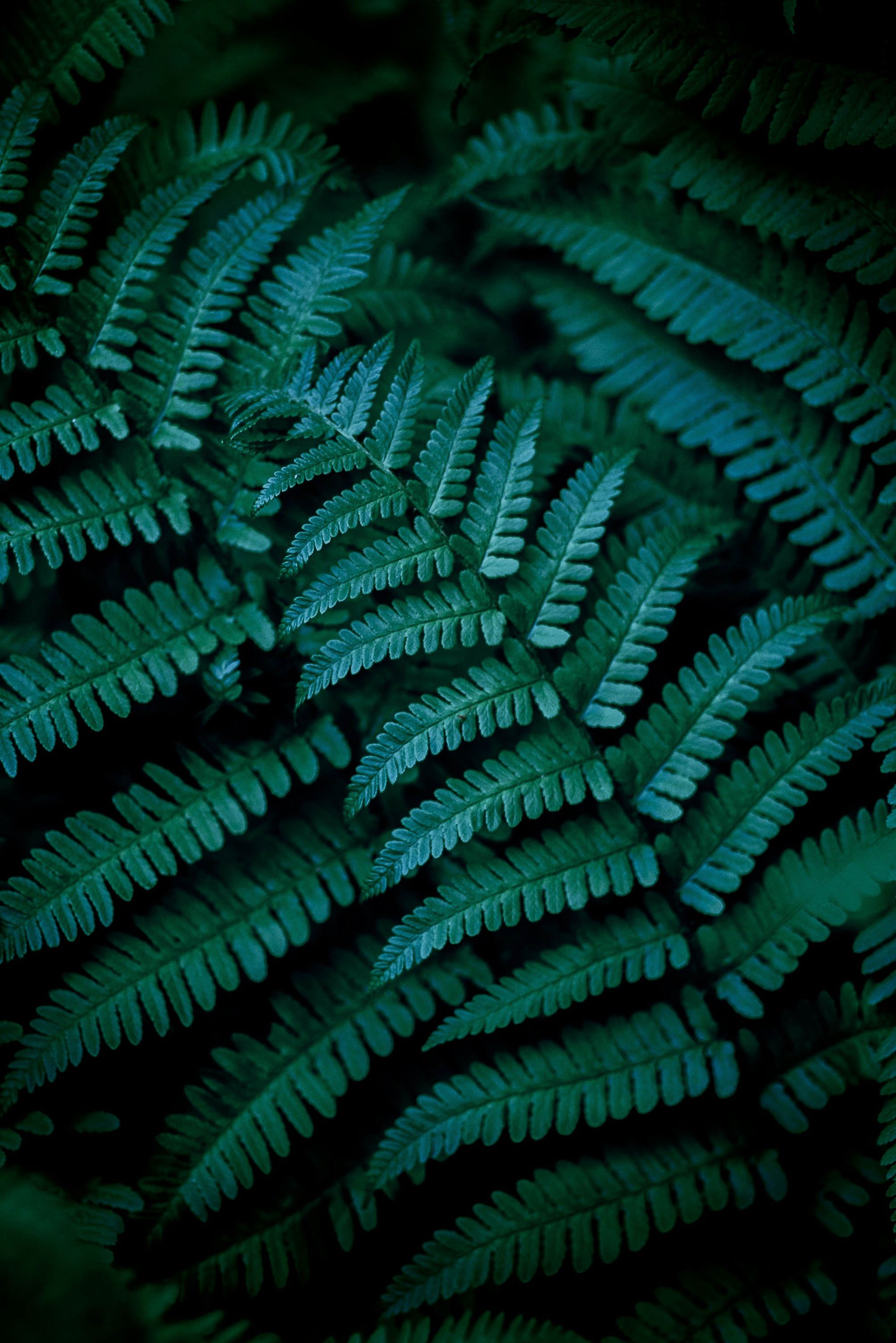 Lush green ferns intertwine, creating a tapestry of texture and depth in a shaded woodland setting.
