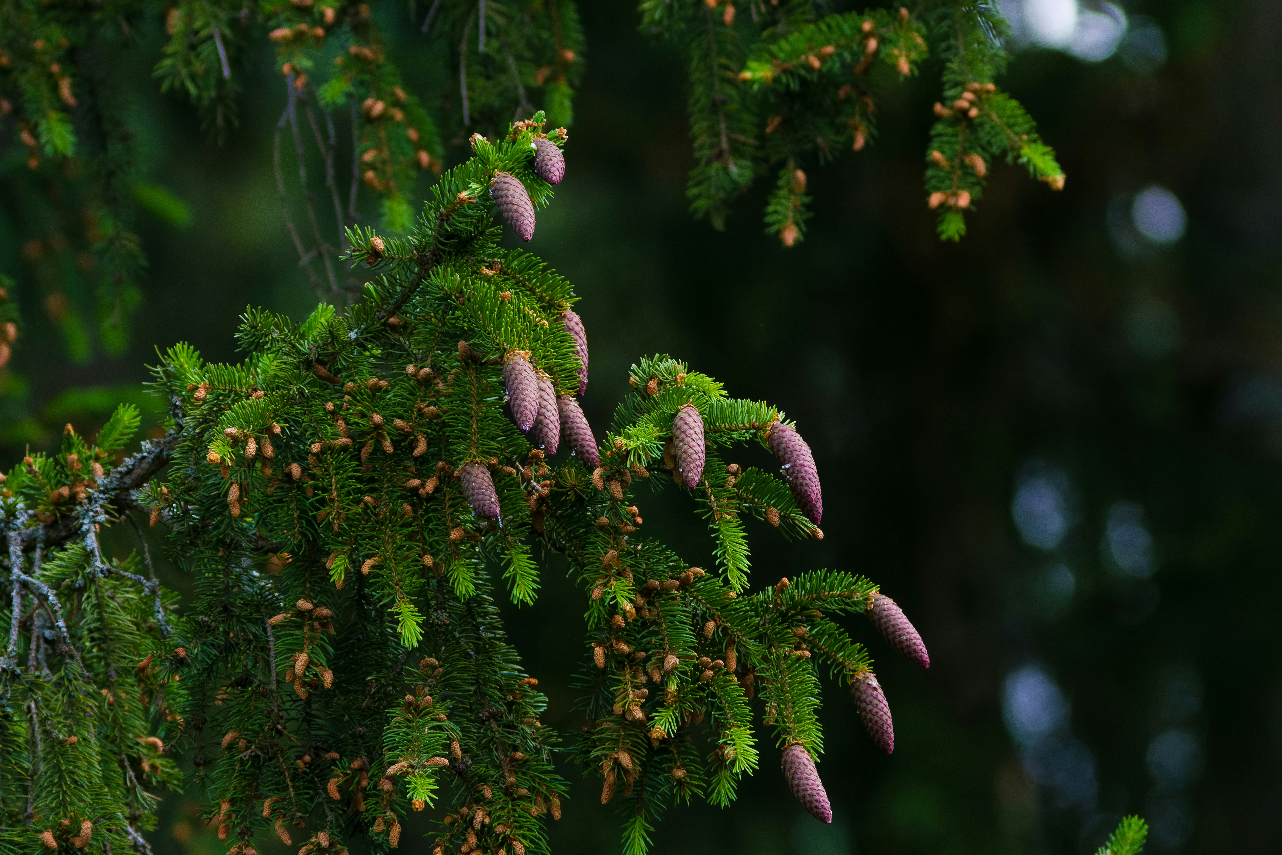 Whispers of Nature: The Cones of Spring