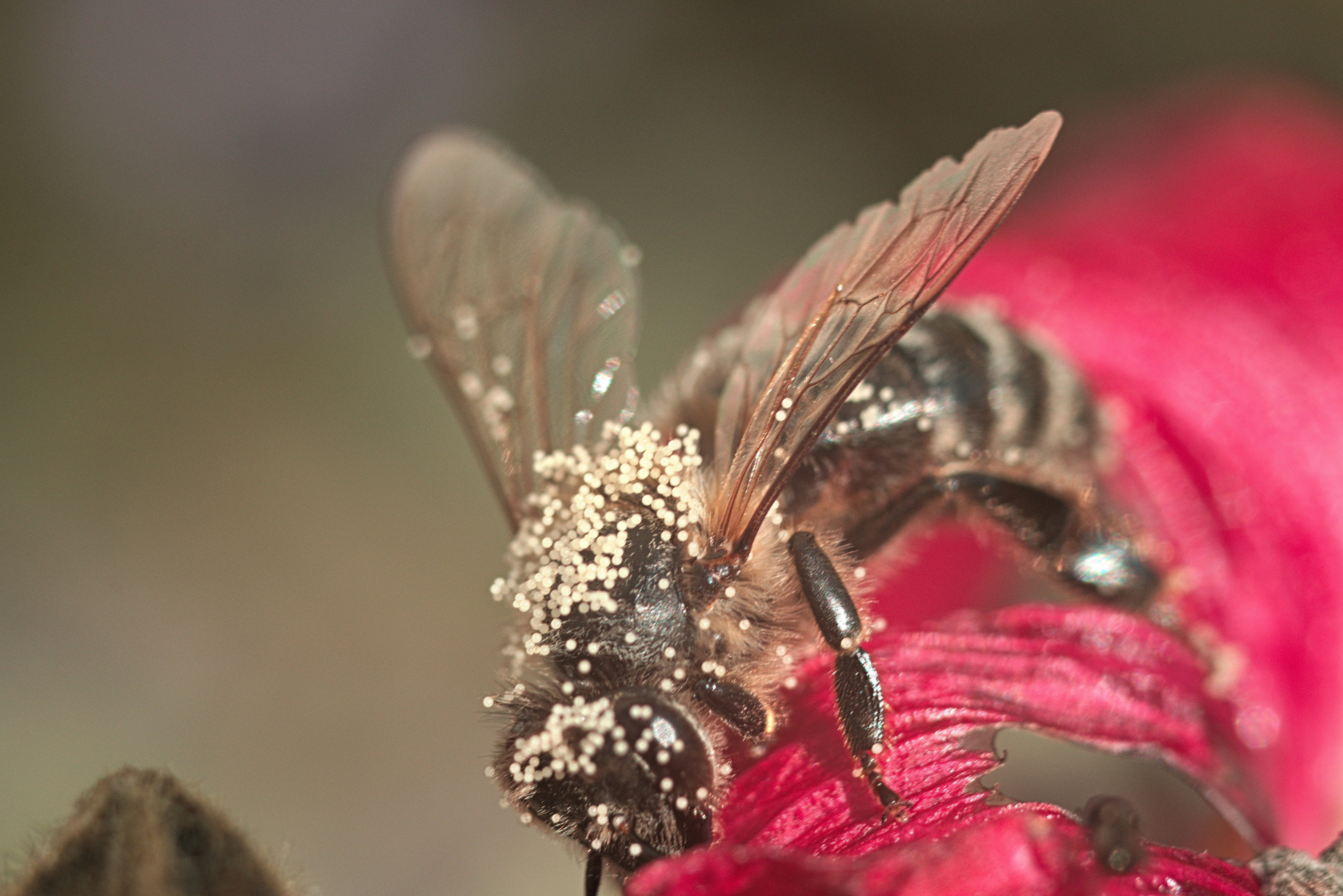 Close-up of a bee covered in pollen as it navigates vibrant red petals, showcasing the intricate details of its wings and body. 