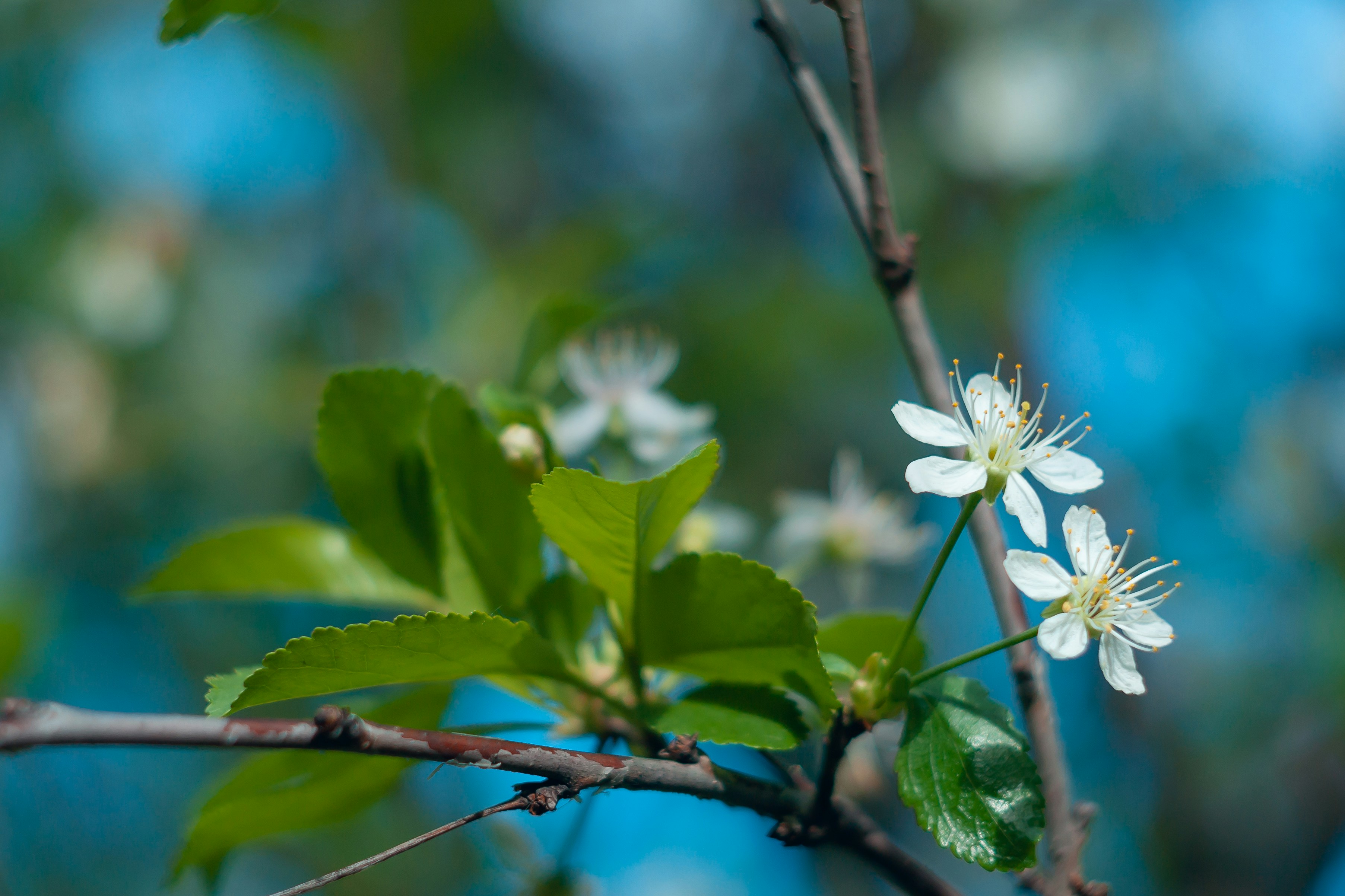 Delicate white flowers emerge amidst vibrant green leaves, capturing the essence of spring's renewal.
