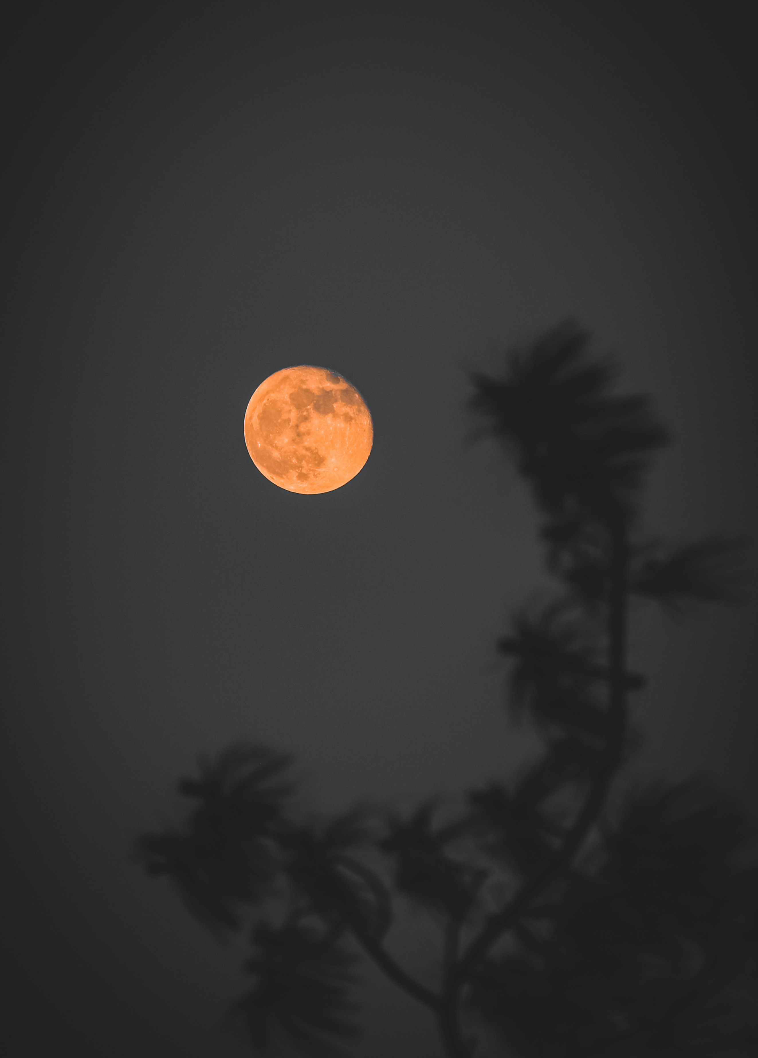 Crimson Moon Above Whispering Palms