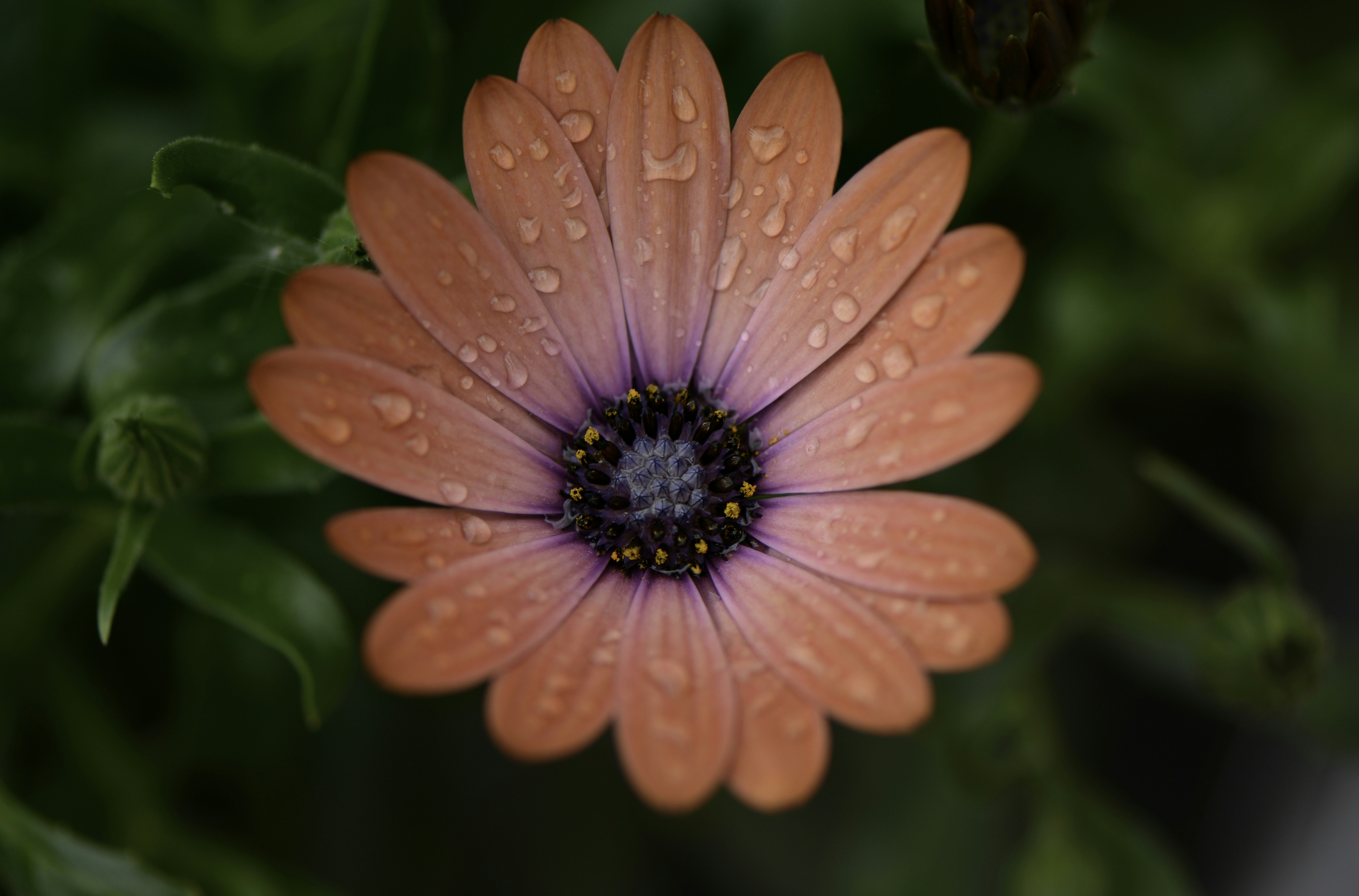 Dew-Crowned Coral Gerbera: A Macro Portrait of Morning Light