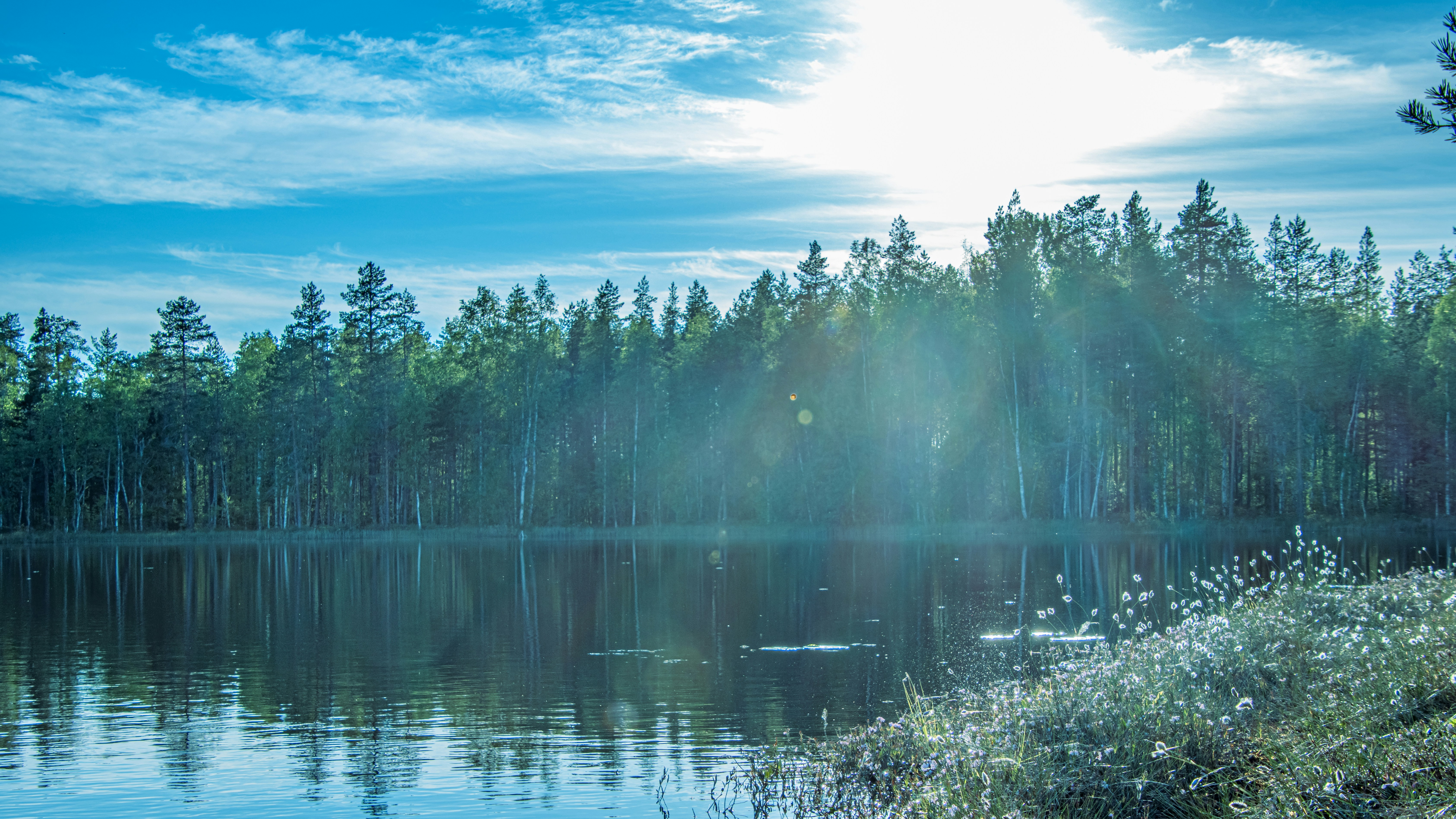 Serene lakeside scene featuring lush green trees reflecting on calm waters under a bright sky. Dandelions dot the foreground.